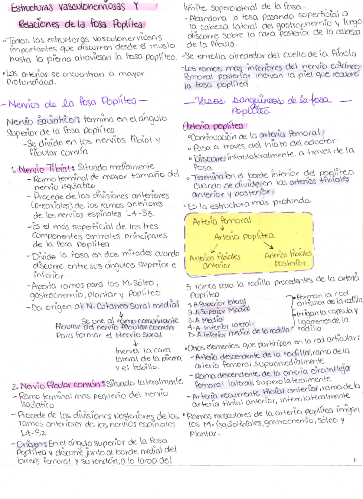 Ilovepdf merged - anato - Estructuras vasculonerviosas Y limite ...