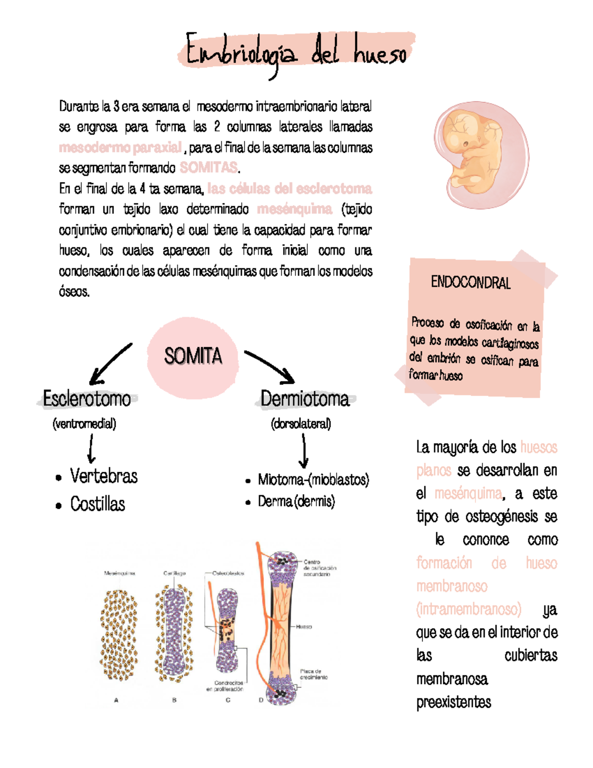 Embriología del hueso - Durante la 3 era semana el mesodermo ...