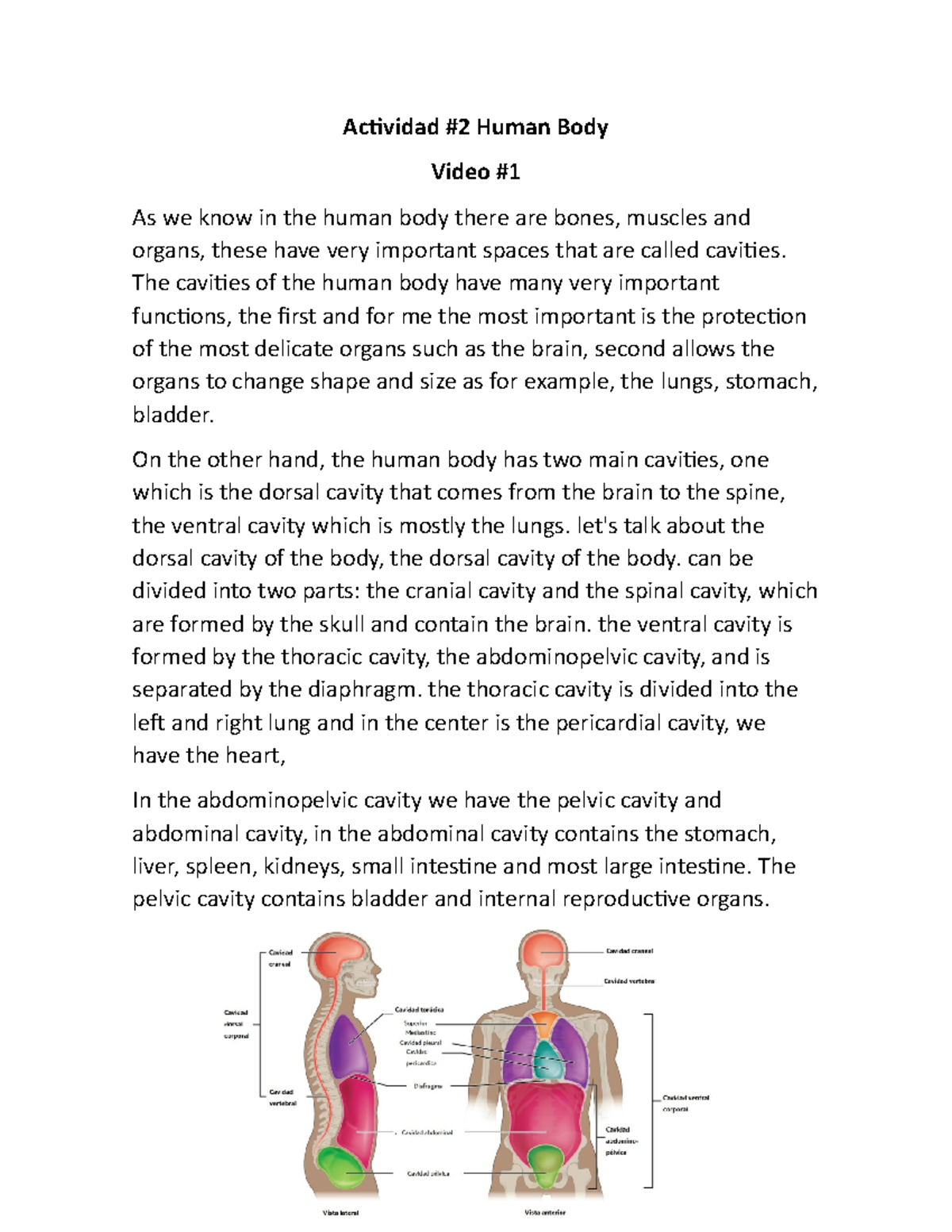 Activity 2 Human body - Actividad #2 Human Body Video # As we know in ...