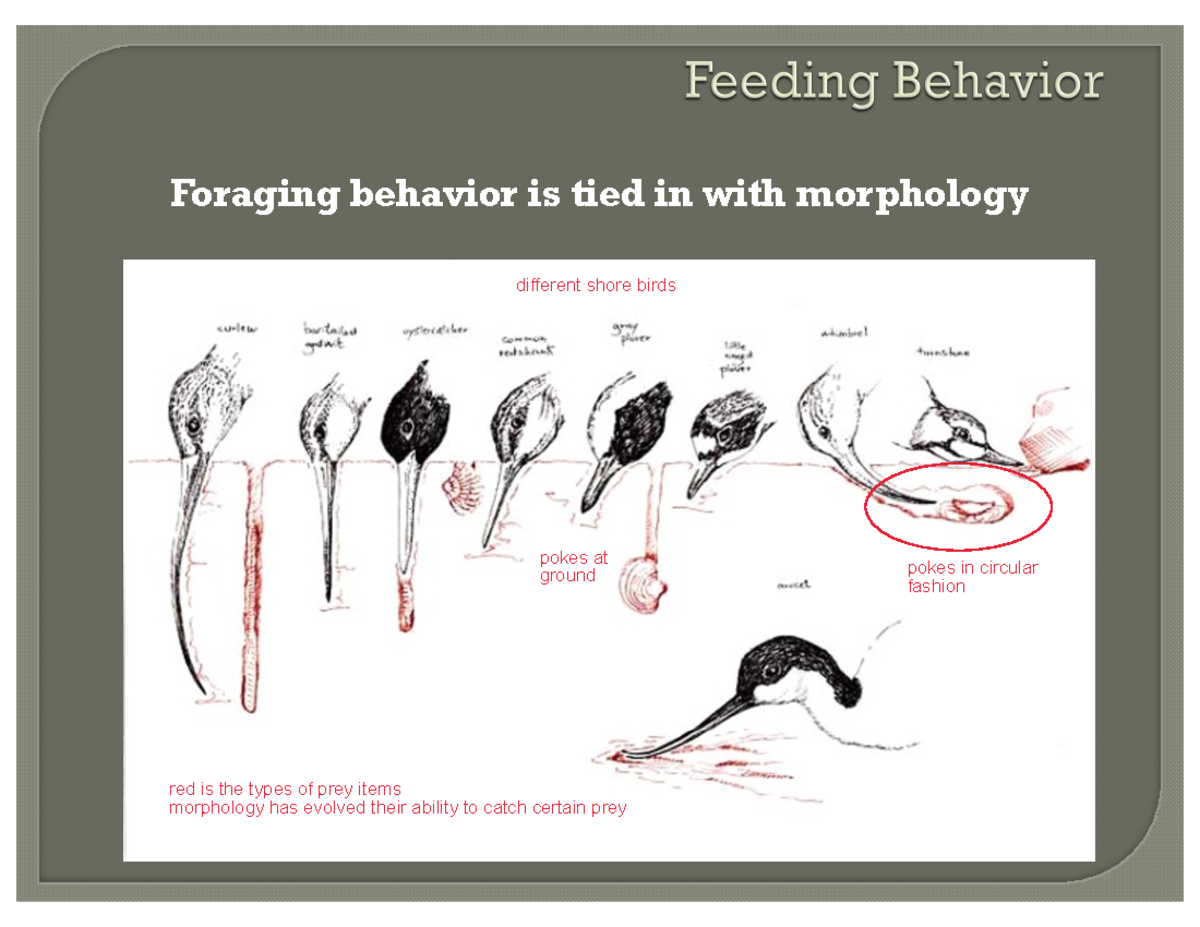 Lecture 9 - Feeding Behavior - Foraging behavior is tied in with ...