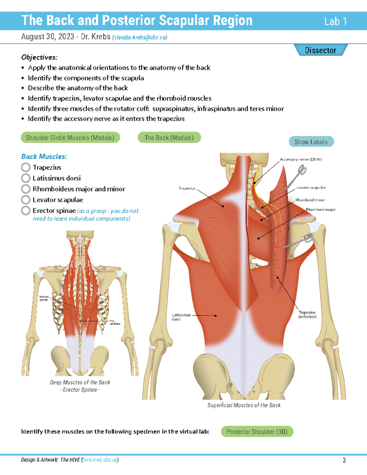 411Lab1 - Objectives: • Apply the anatomical orientations to the ...
