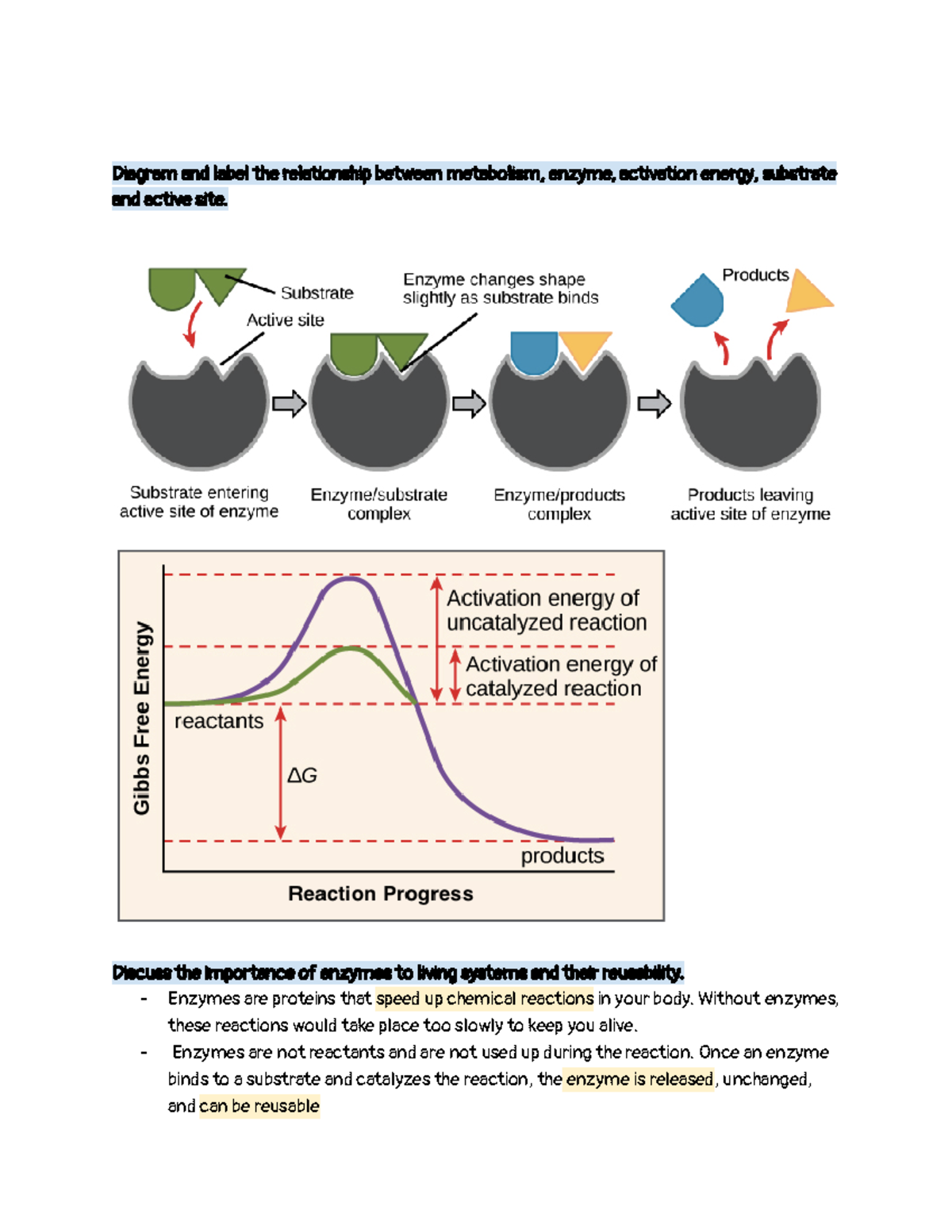 BIOL Quiz 5 Study Guide - Diagram and label the relationship between ...