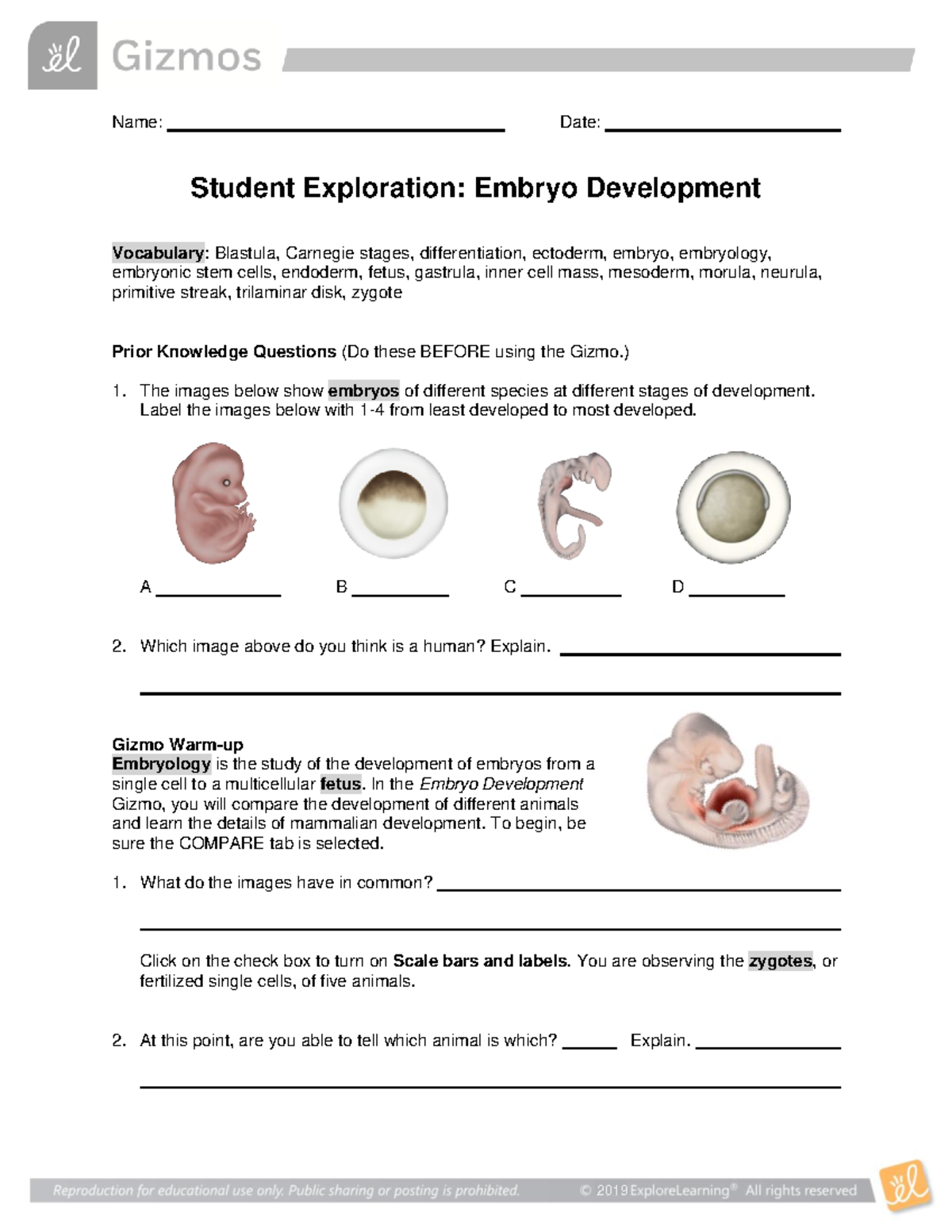 Embryo Development SE - fv fffv - Name: Date: Student Exploration ...
