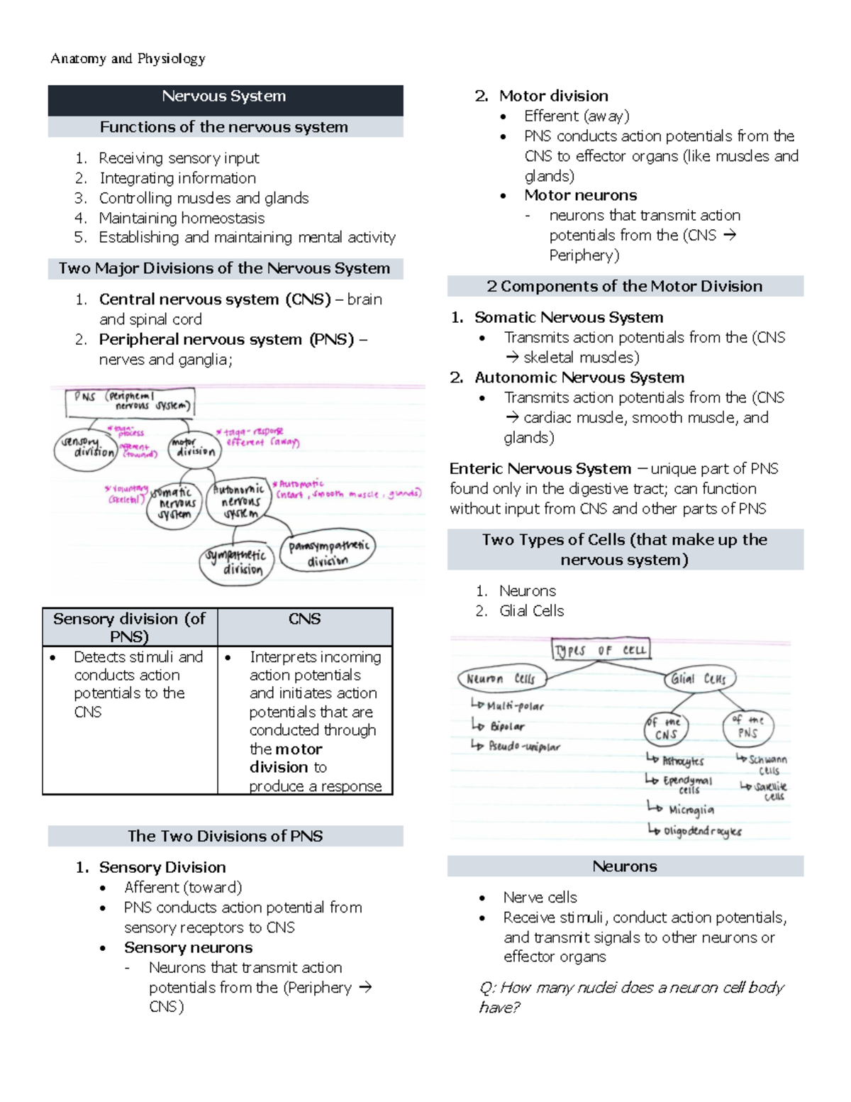Anaphy Nervous System Part 1 - Nervous System Functions of the nervous ...