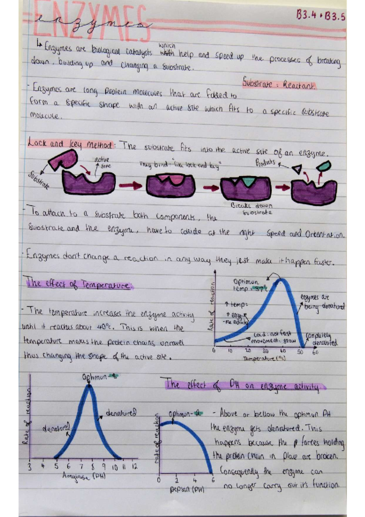 GCSE Biology - Enzymes - Human Anatomy and Physiology study notes ...