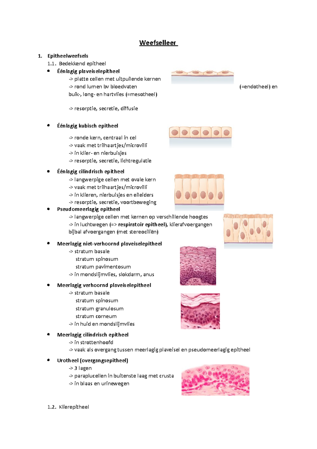 Weefselleer overzicht - Weefselleer Epitheelweefsels Bedekkend epitheel ...