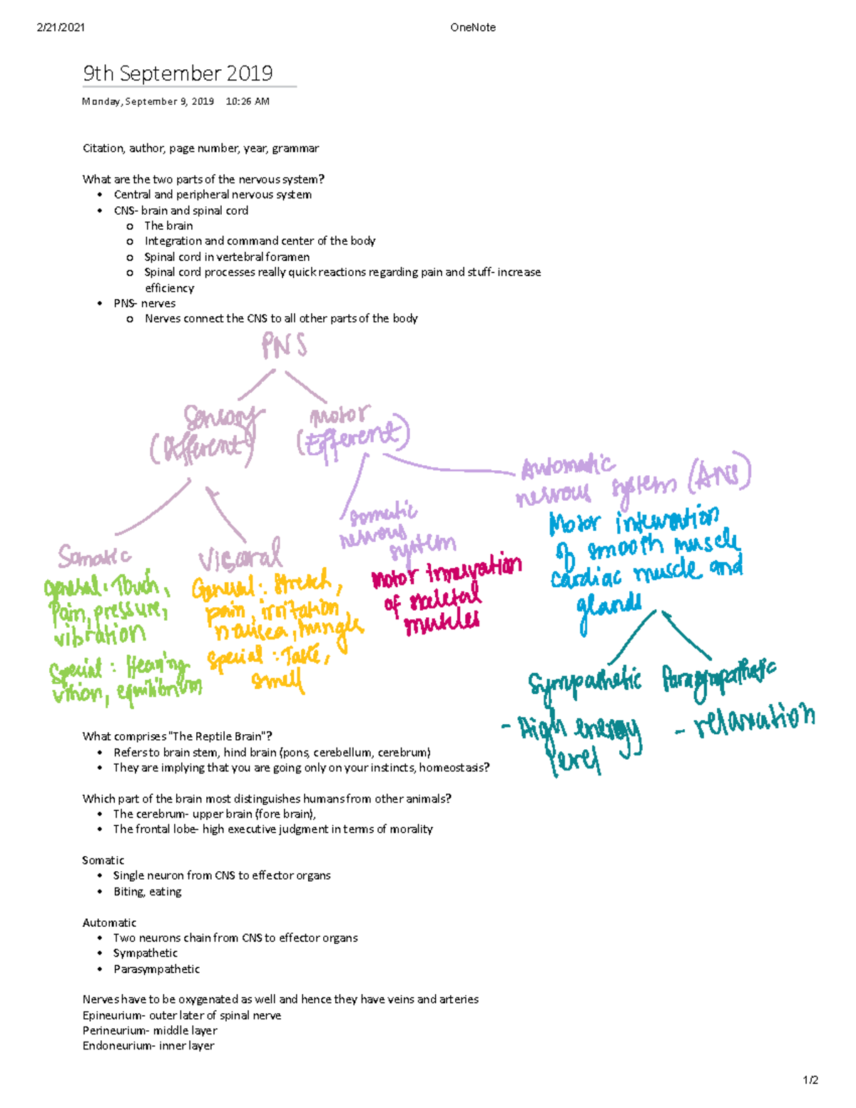 Brain (CNS and PNS) - 2/21/2021 OneNote - Studocu