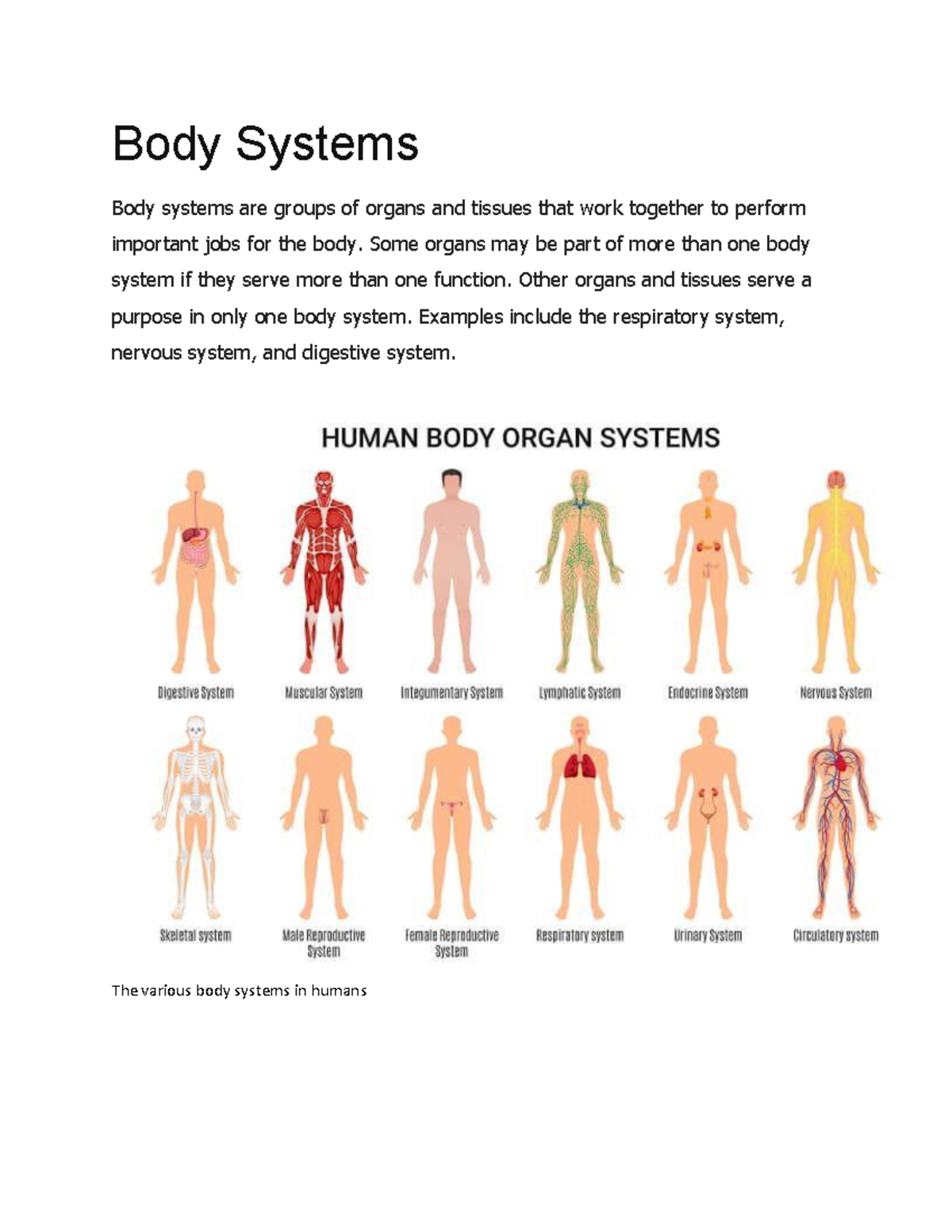 Body Systems - Body Systems Body systems are groups of organs and ...