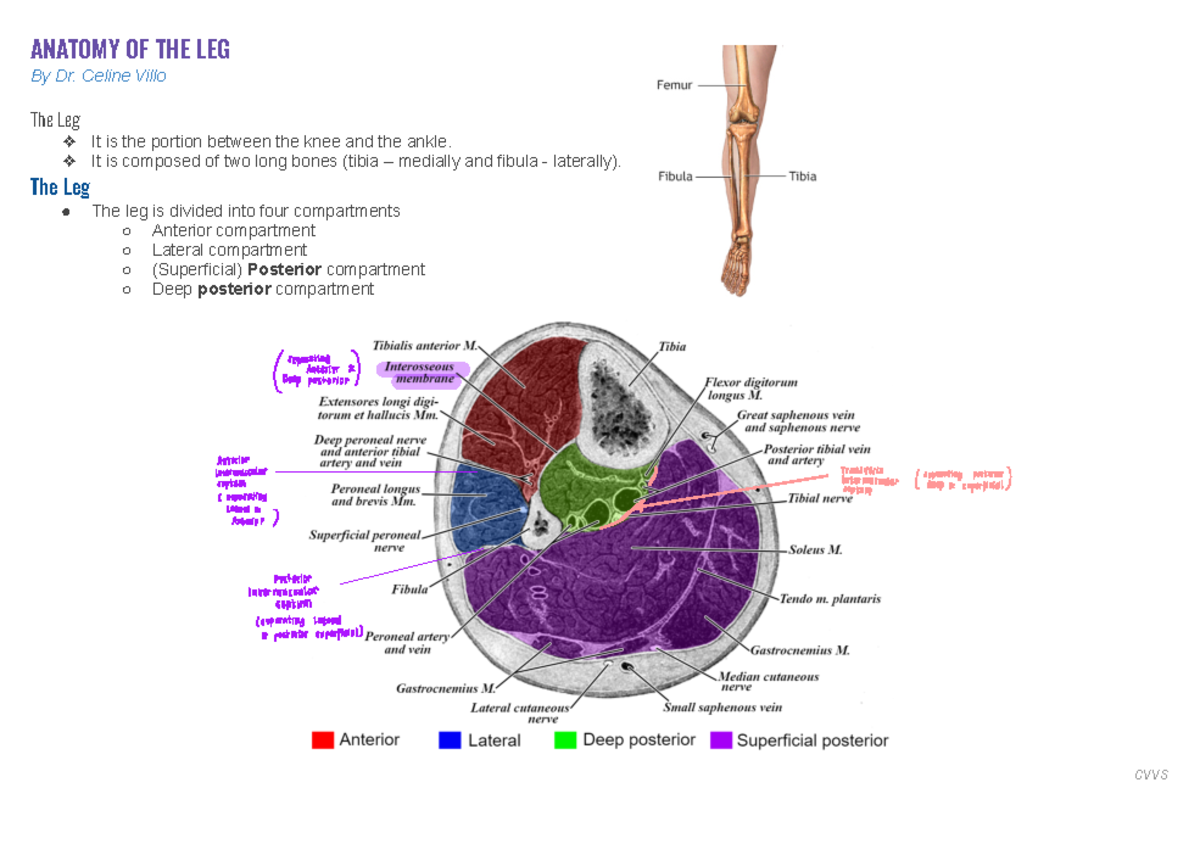 Anatomy of The Leg Lecture - ANATOMY OF THE LEG By Dr. Celine Villo The ...