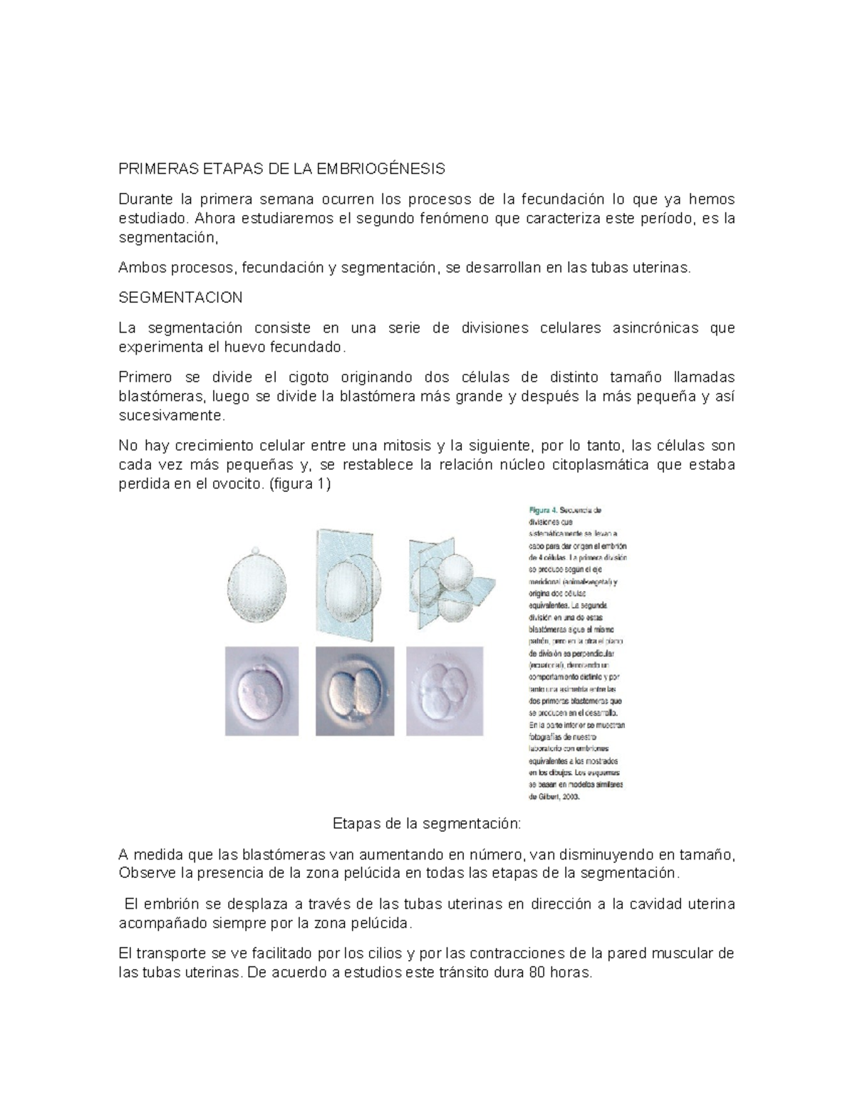 Embriologia Humana DE CERO A Desarrollo DE Sistema Nervioso - PRIMERAS ...