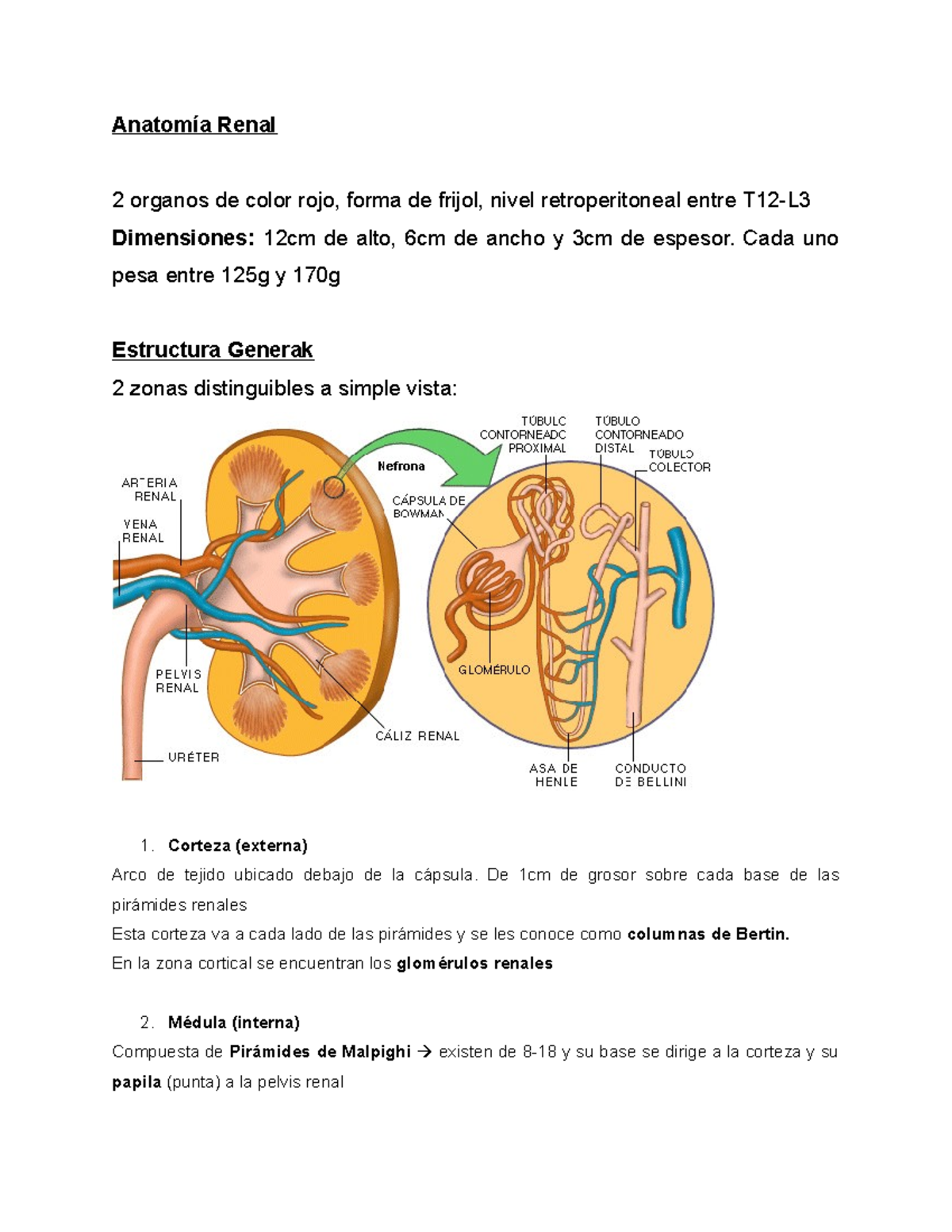 Fisiología Renal Estudio - Anatomía Renal 2 organos de color rojo ...