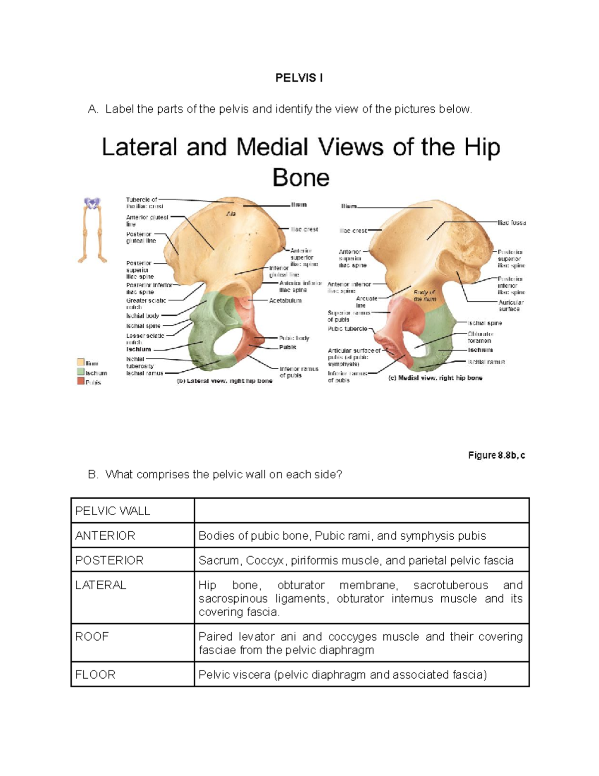 SS- Genana LAB Pelvis I - manual - PELVIS I A. Label the parts of the ...