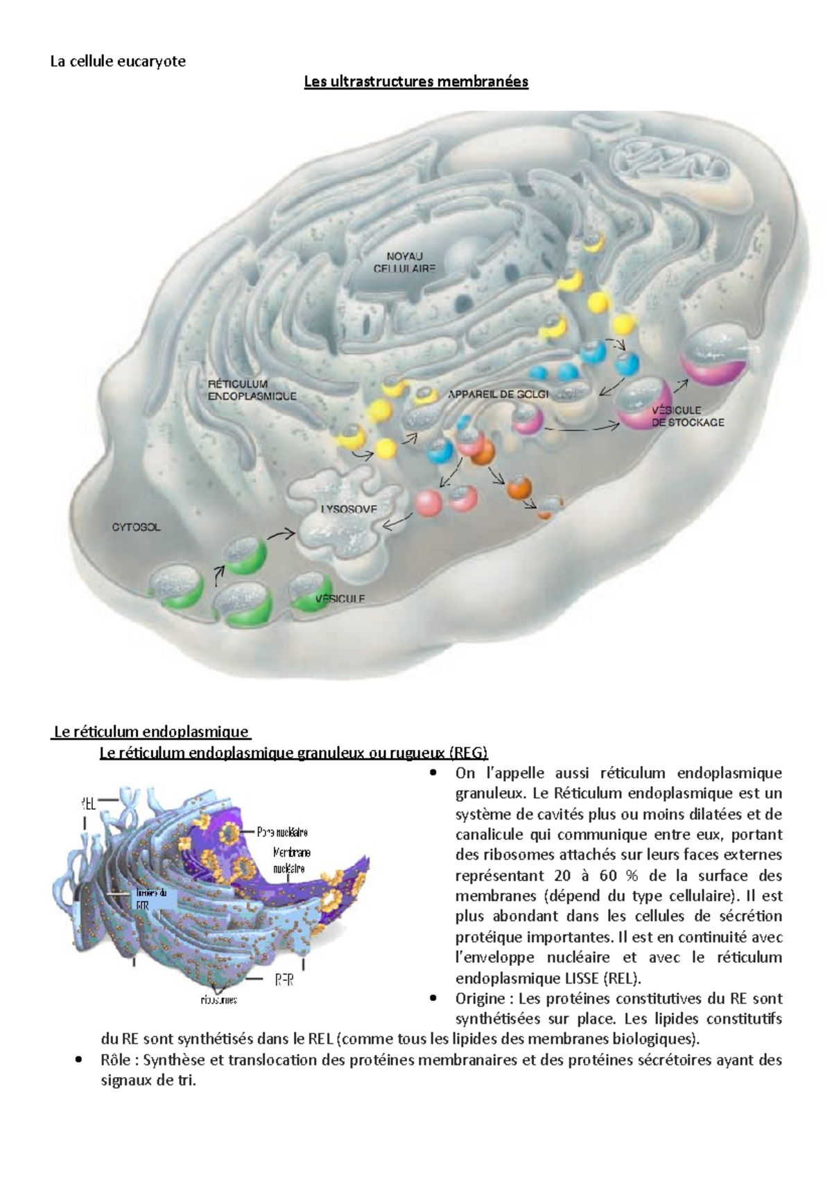 5 La cellule eucaryote-Les ultrastructures membranées - La cellule ...