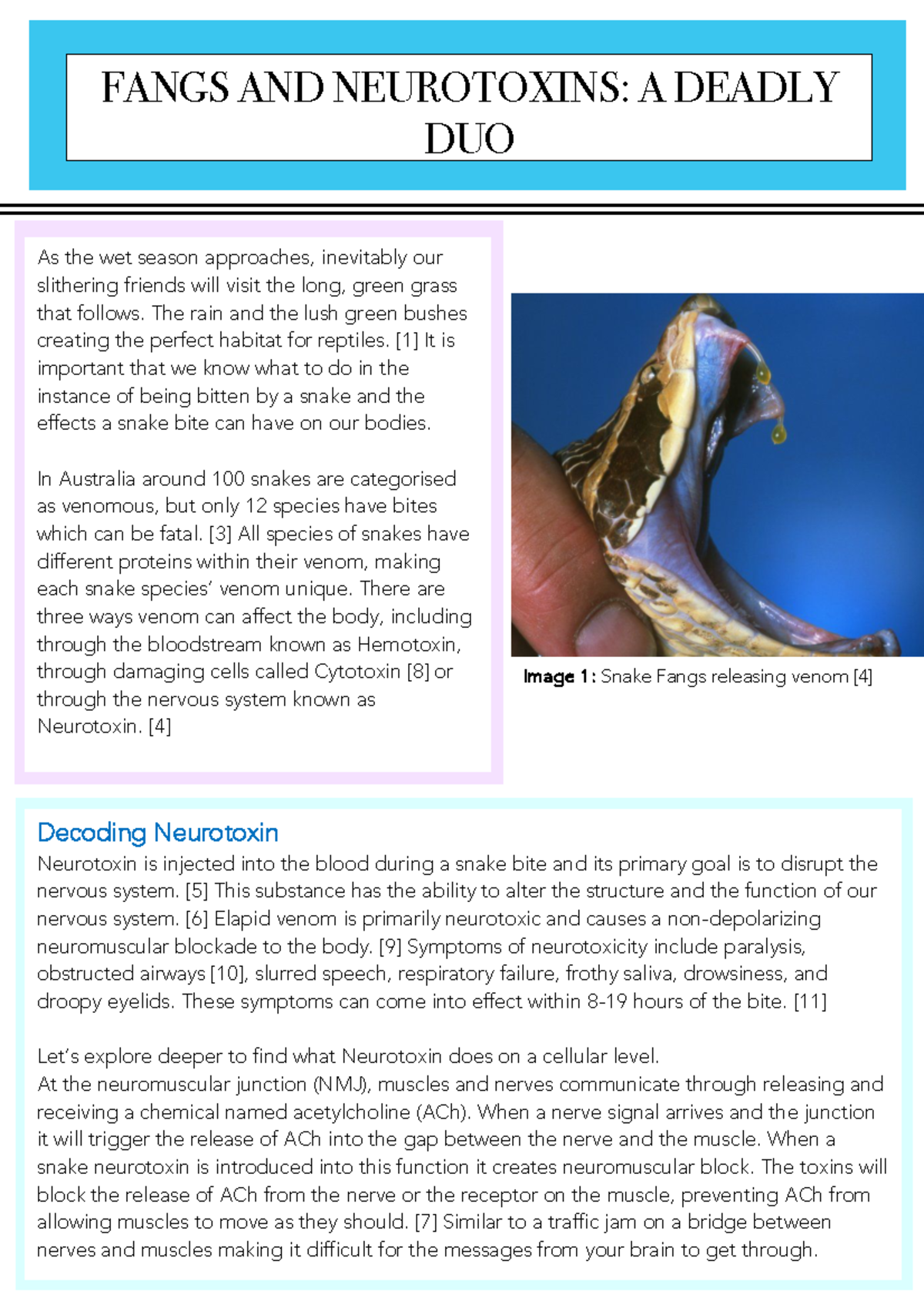 Snake Neurotoxins - FANGS AND NEUROTOXINS: A DEADLY DUO As the wet ...