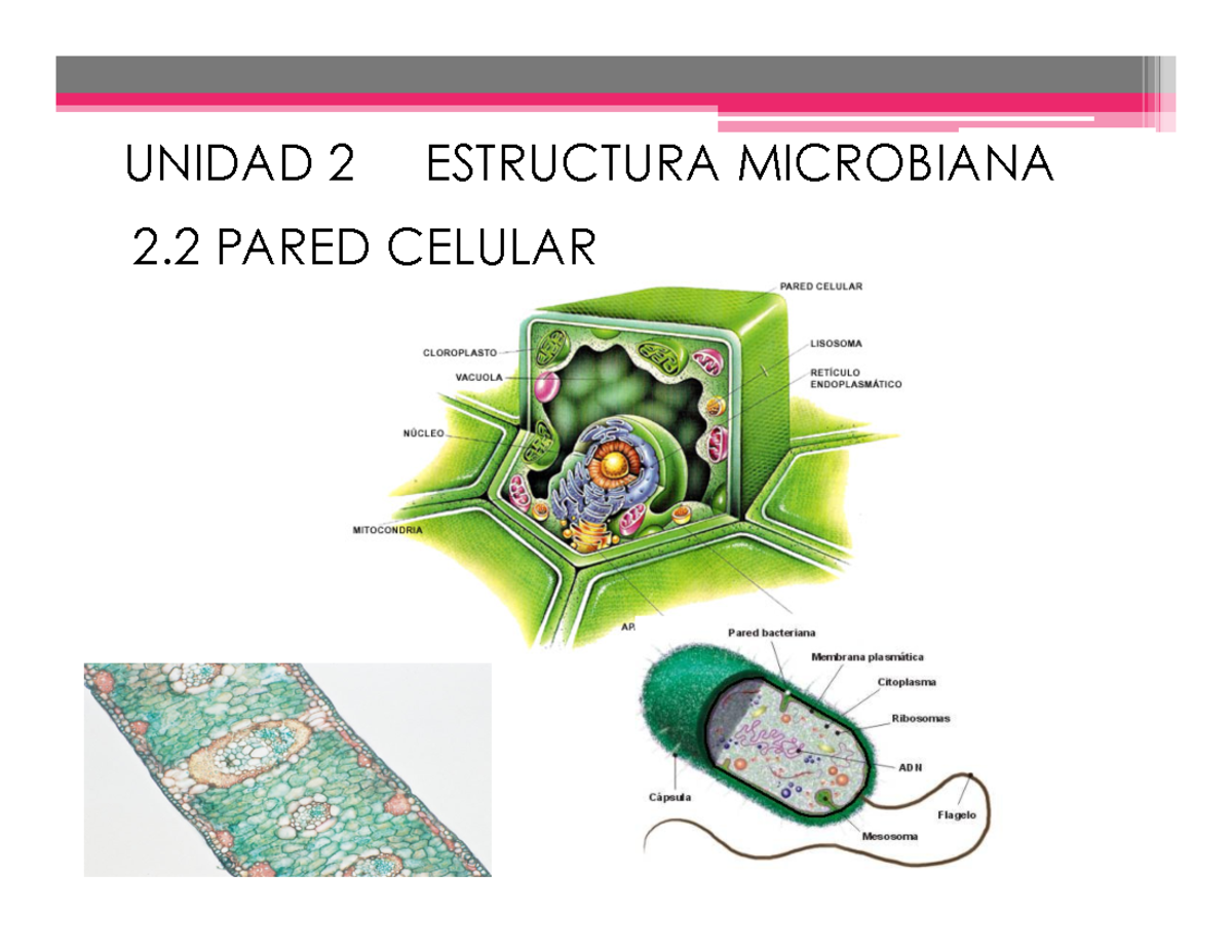 4Pared Periplasma 26631 - 2 PARED CELULAR UNIDAD 2 ESTRUCTURA ...