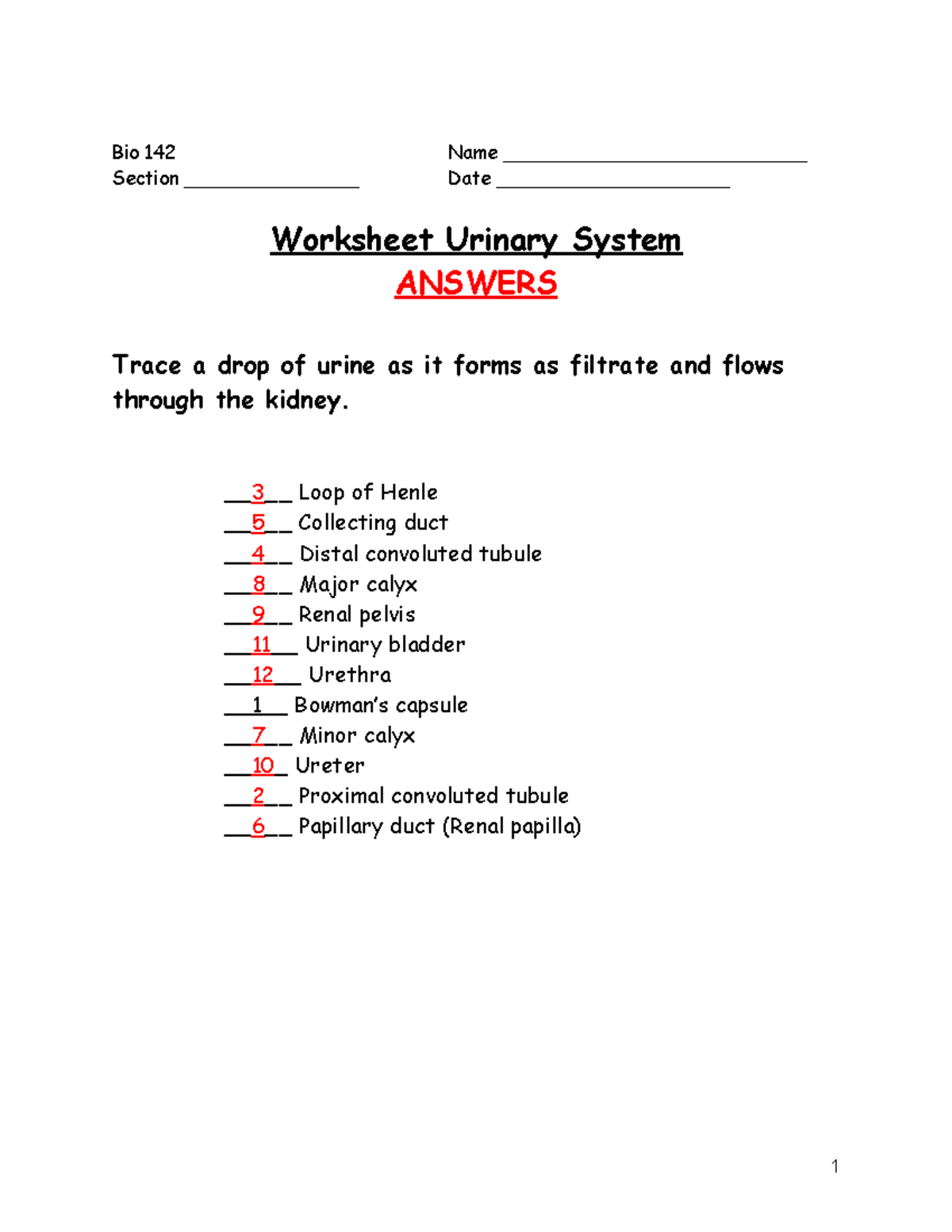 Answers Think about it Worksheet Urinary System - Bio 142 Name