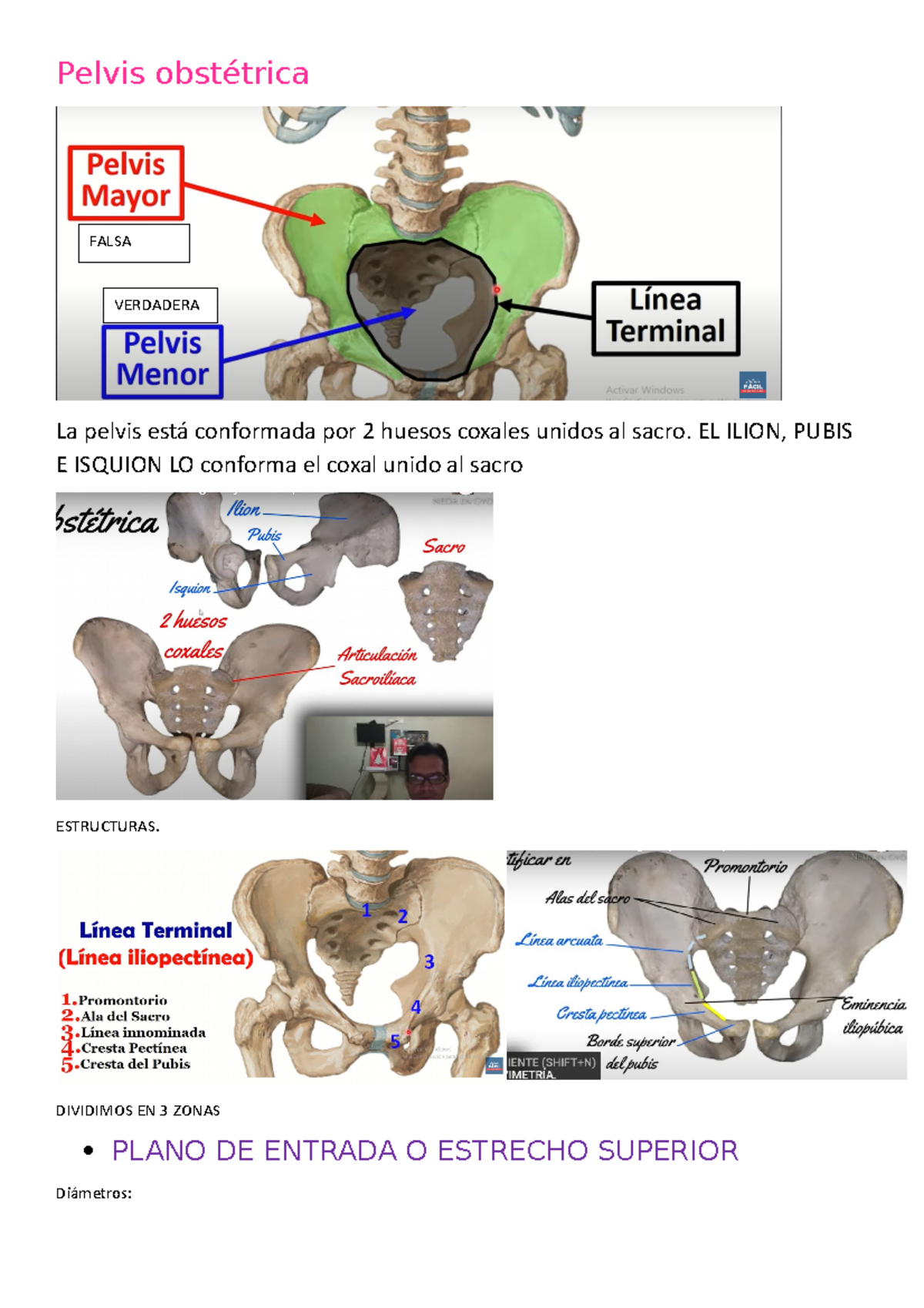 Exponer presencial de la pelvis - Pelvis obstétrica La pelvis está ...