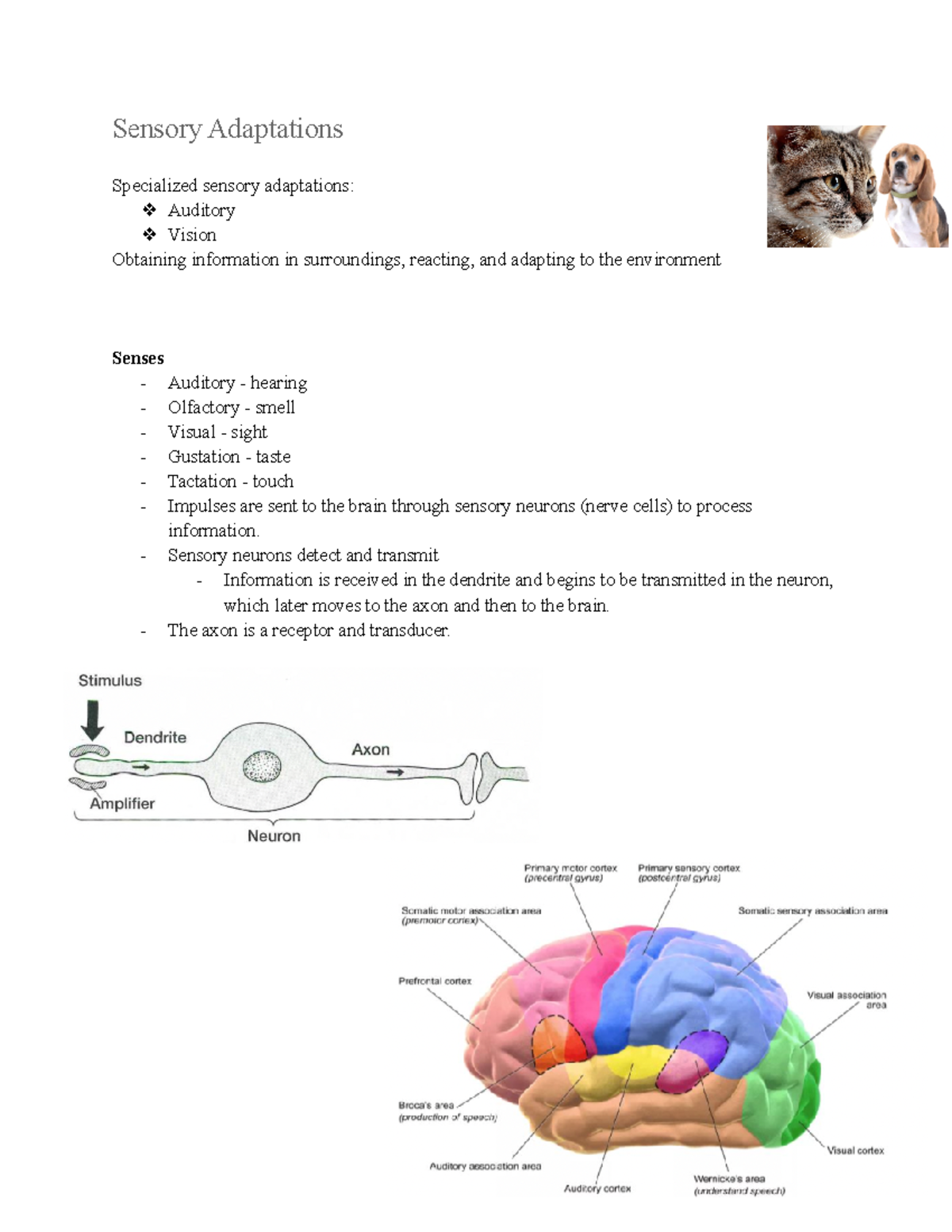 M4 L1 - Professor: Mika Asai-Coakwell - Sensory Adaptations Specialized ...