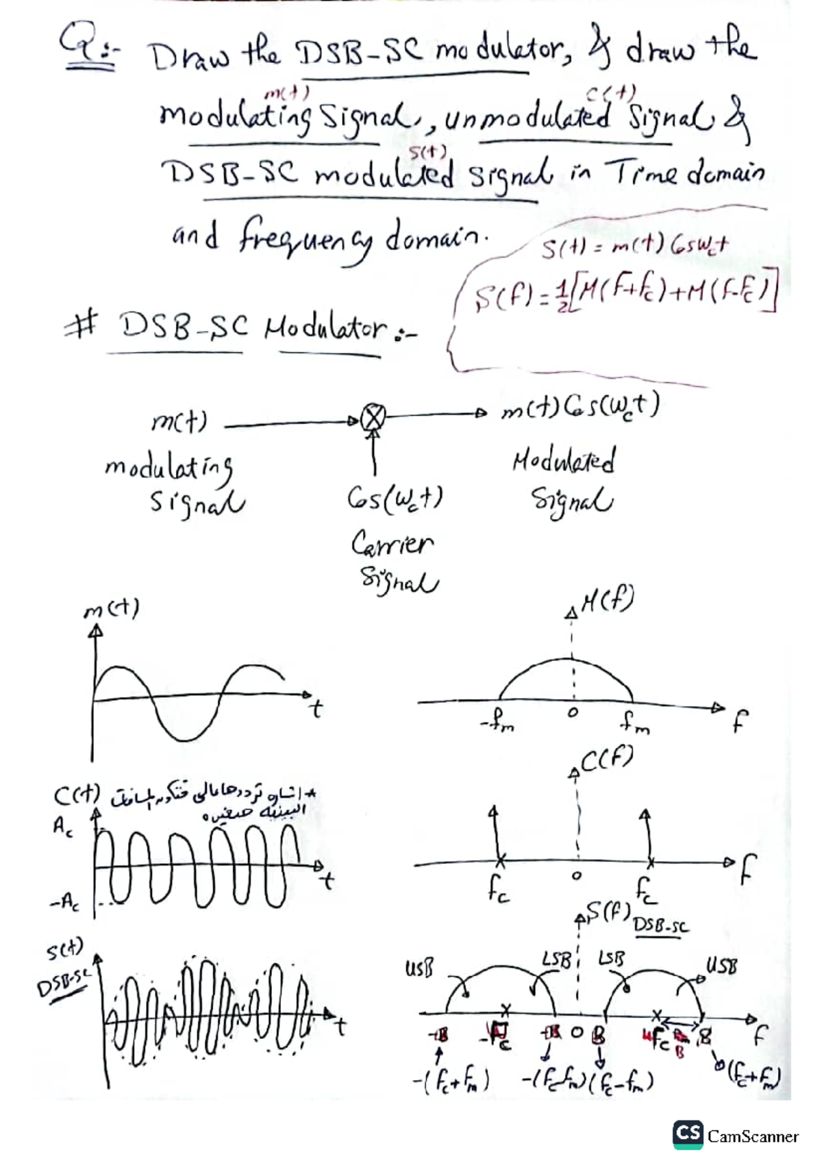 AM Examples - Neuroanatomy - Studocu