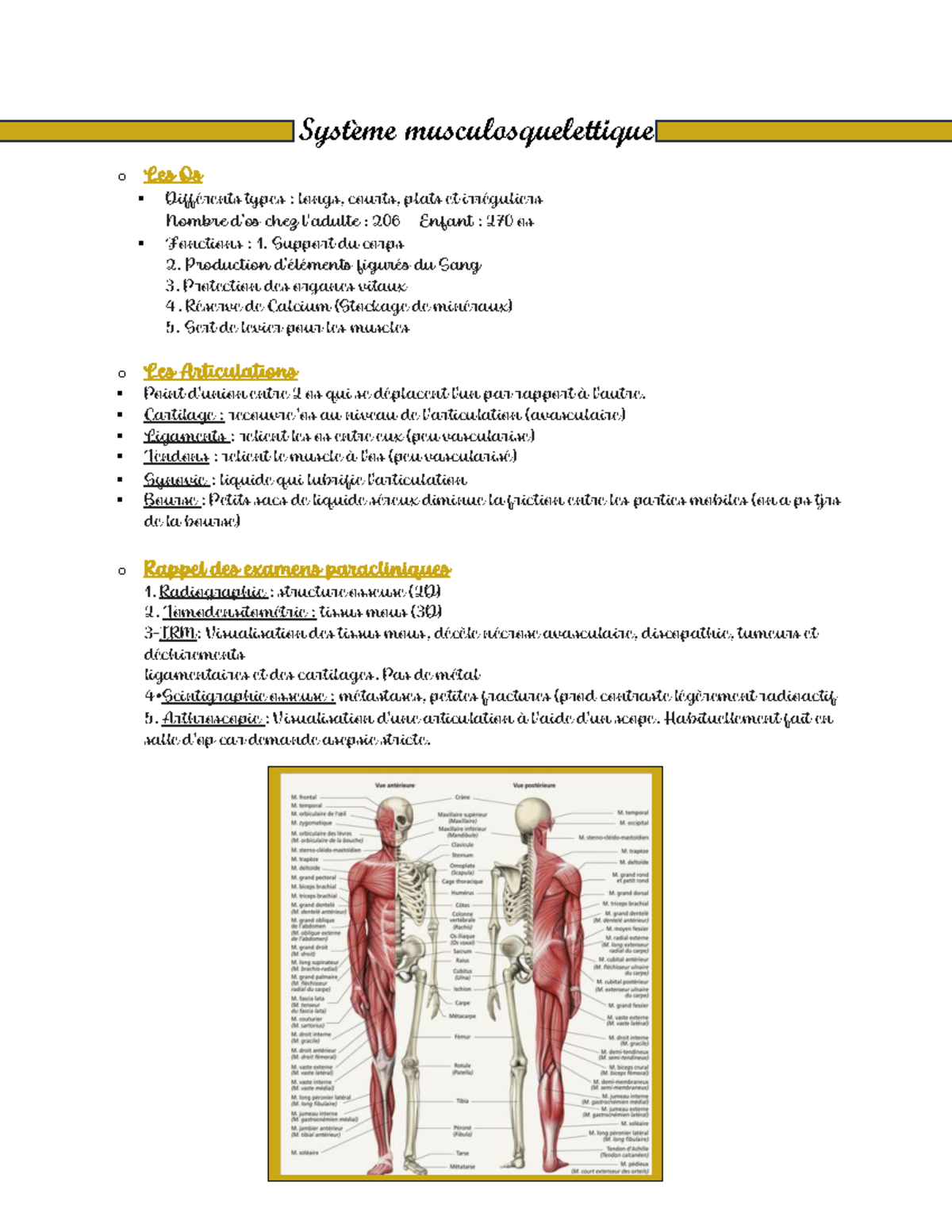 Système musculosquelettique Synthèse - Système musculosquelettique o ...
