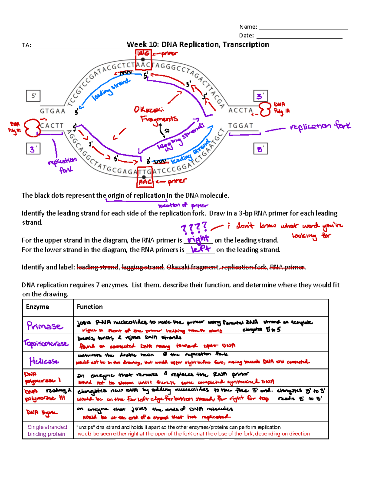 Replication Transcription Worksheet - Name ...