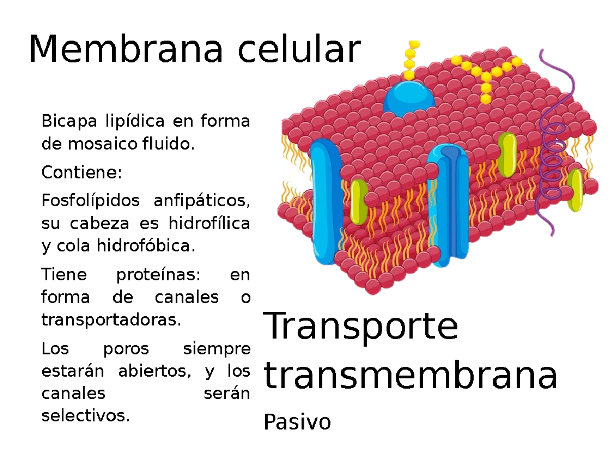 Membrana celular - Membrana celular Transporte transmembrana Pasivo ...