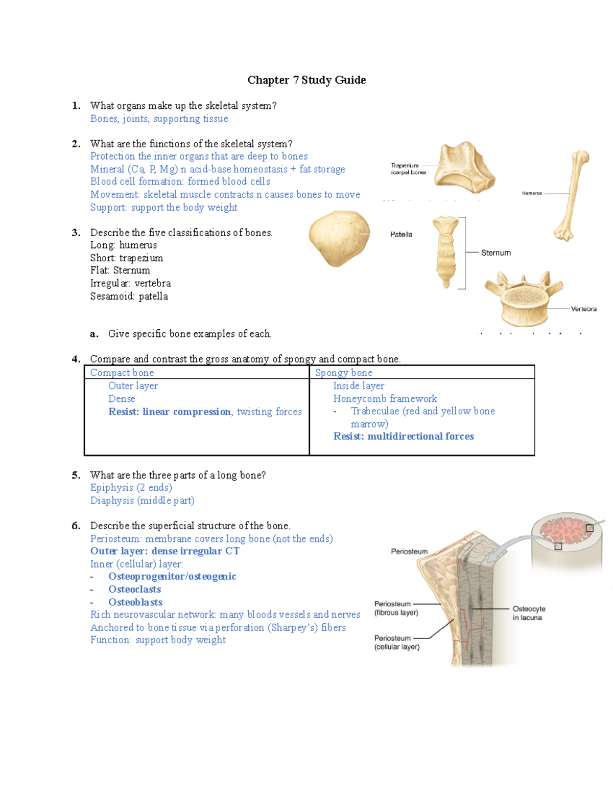 Chapter 7 Study Guide - Chapter 7 Study Guide What organs make up the ...