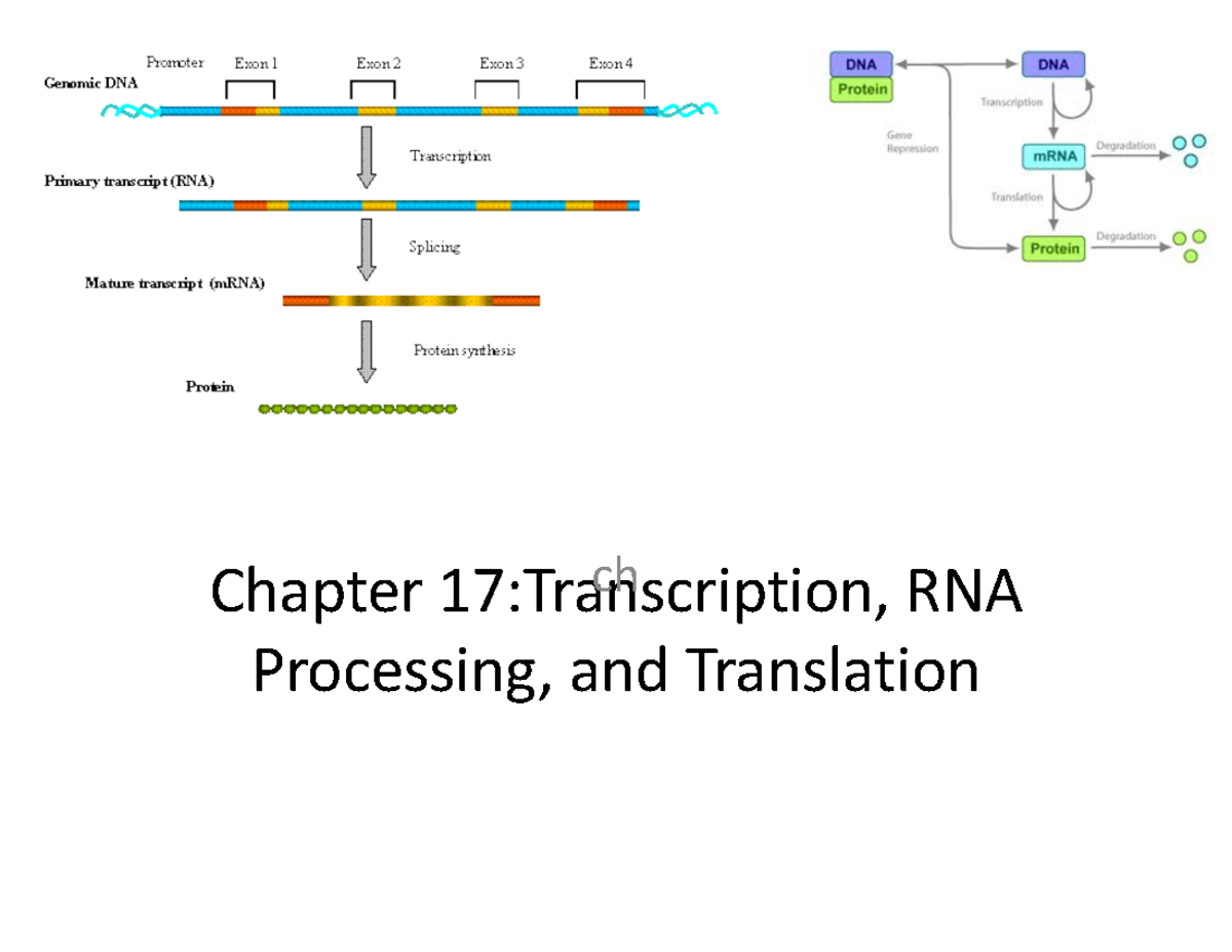 Slides Chapter 17 Transcription Translation - Chapter 17:Transcription ...