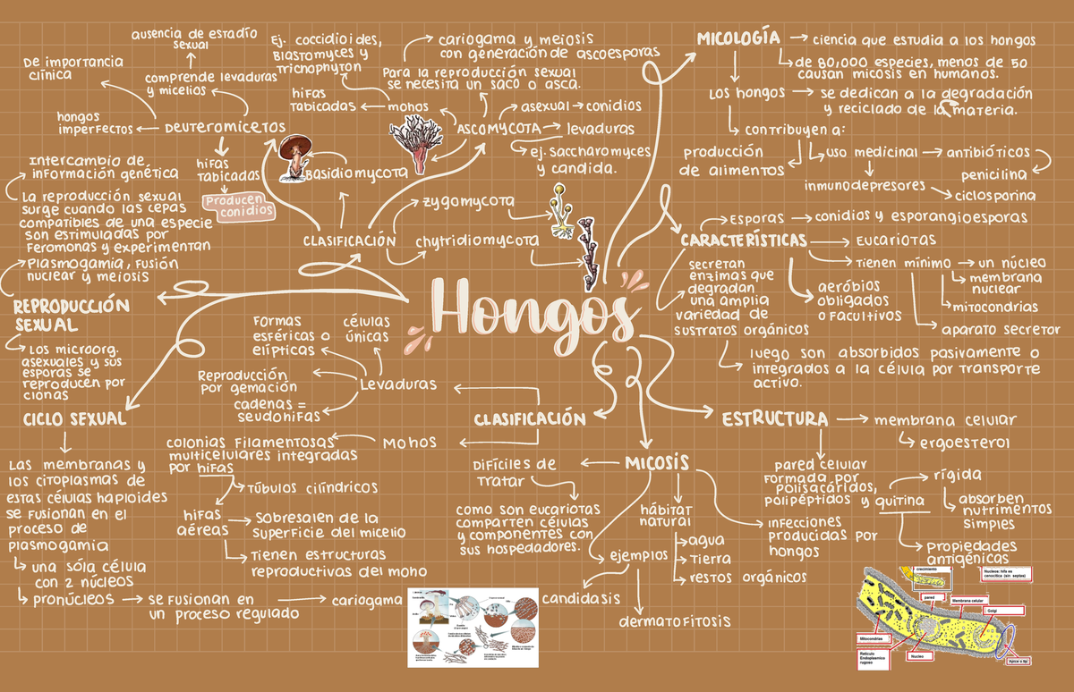 Hongos y micosis - mapa conceptual - HongosHongosHongos "Ü ...