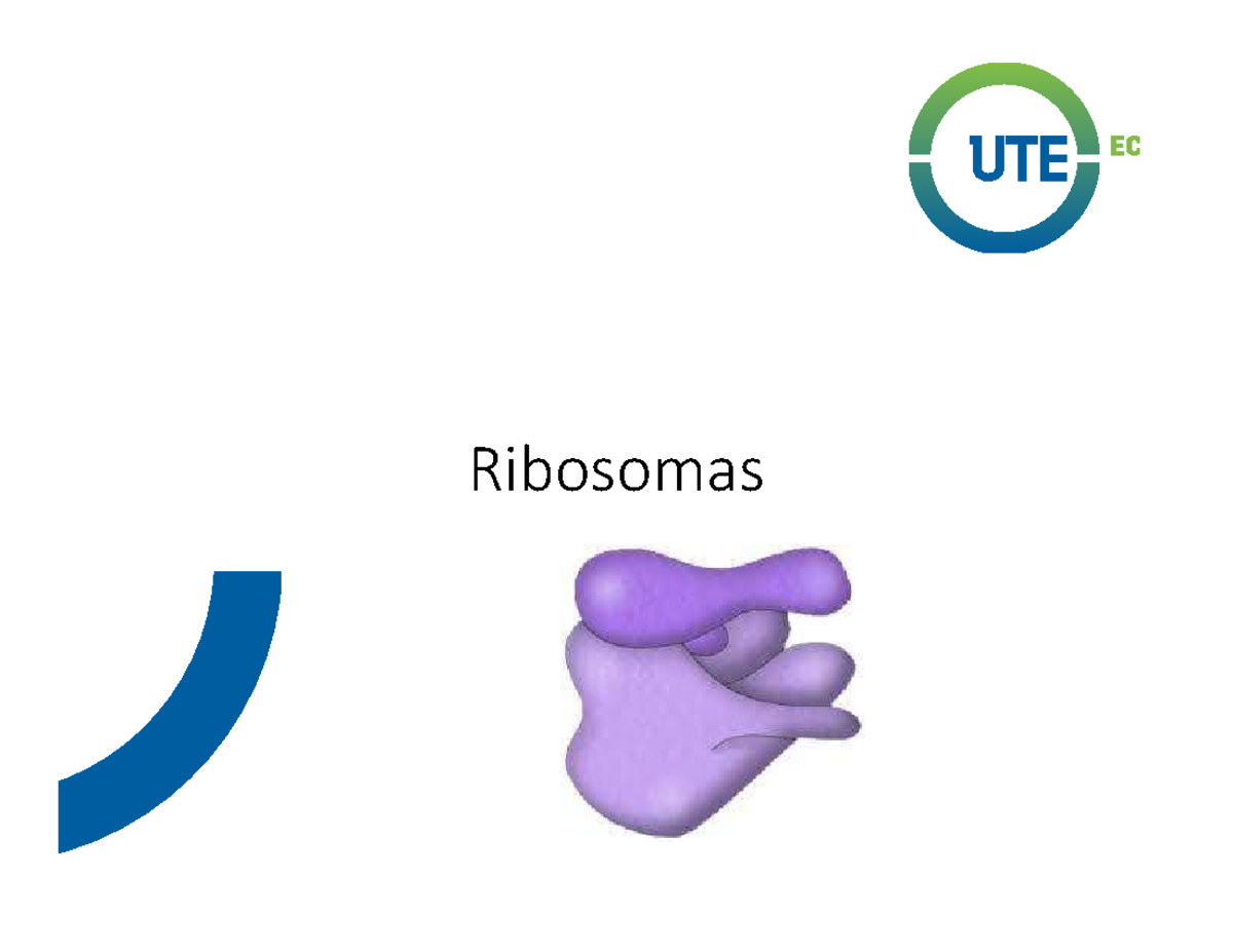 Ribosomas generalidades de los ribosomas - Ribosomas Estructura Función ...