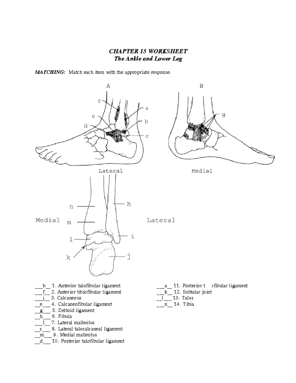 Ch 15 - this is an assignment on the ankle structure and lower leg ...