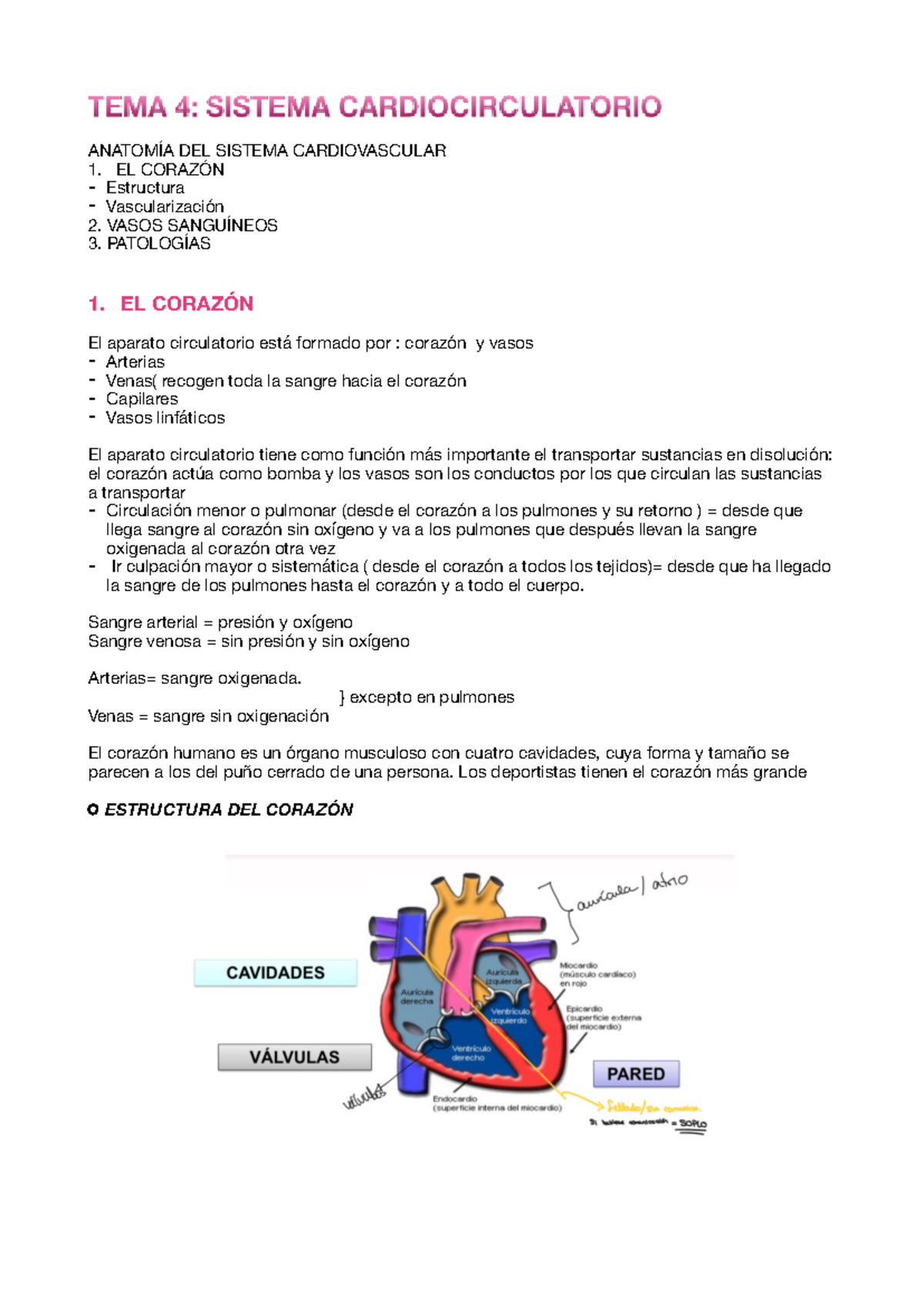 Anatomia tema 4 - Tema 4 UCV - TEMA 4: SISTEMA CARDIOCIRCULATORIO ANATOMÍA DEL SISTEMA - Studocu