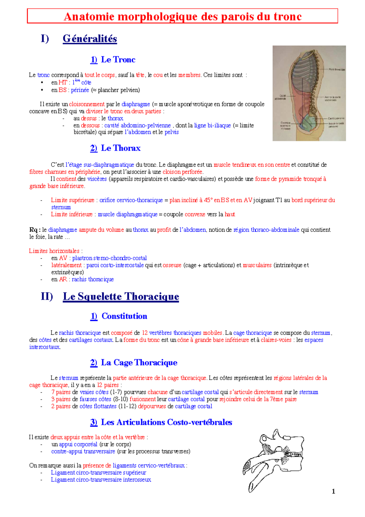 Morphologie tronc - Anatomie morphologique des parois du tronc I ...