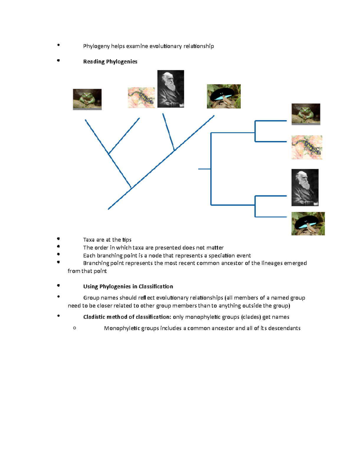 Phylogeny helps examine evolutionary relationship - Birds with feathers ...