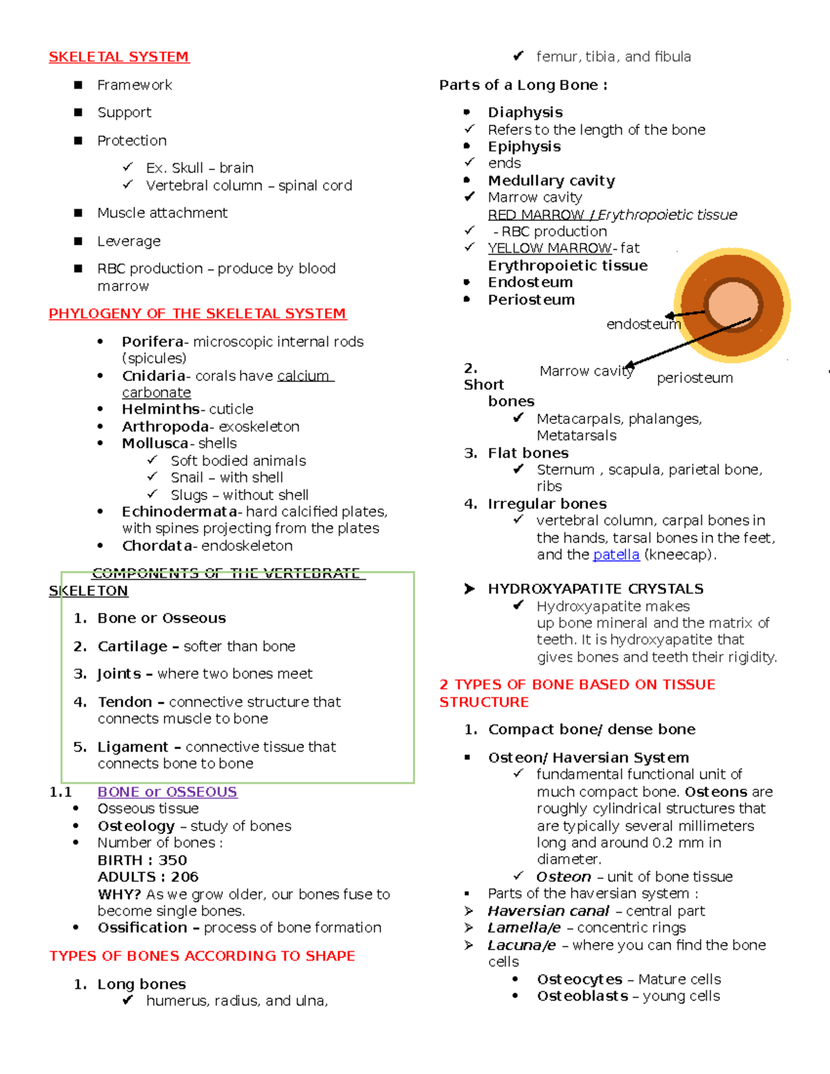 02 Skeletal System - SKELETAL SYSTEM Framework Support Protection Ex ...