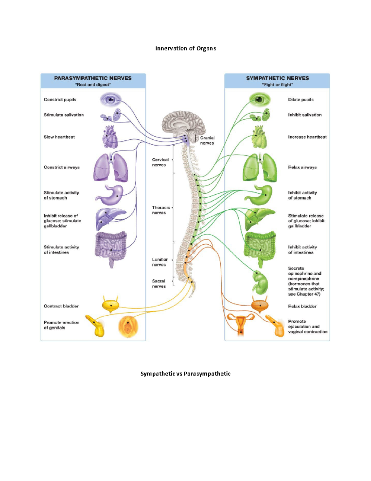 Abdomen- Innervation of Organs - Innervation of Organs Sympathetic vs ...