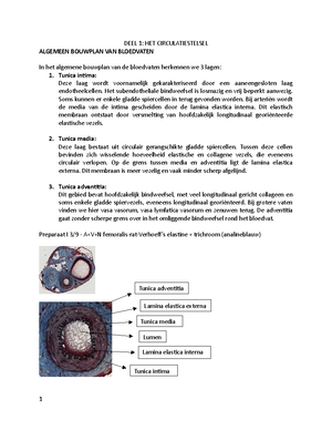 2 Preparaten Lymfoide organen - Lymfoïde organen C2/4: Beenmerg AZAN ...