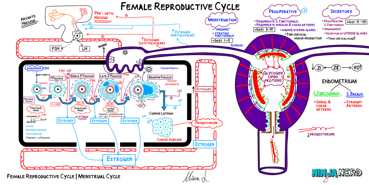 Female Reproductive Cycle Menstrual Cycle atf - Female Reproductive ...