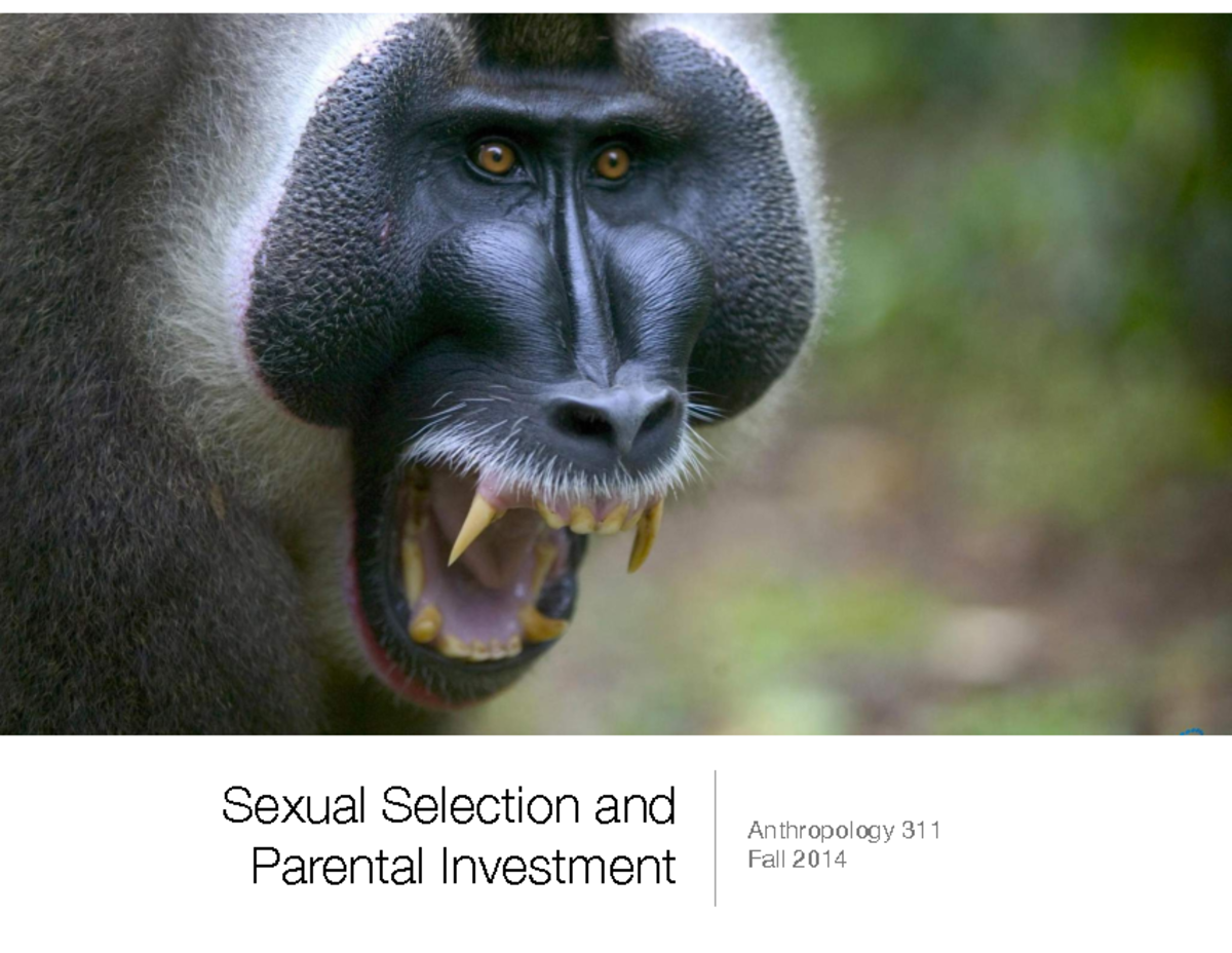 Lecture notes, lecture 11 - Sexual Selection - Sexual Selection and ...