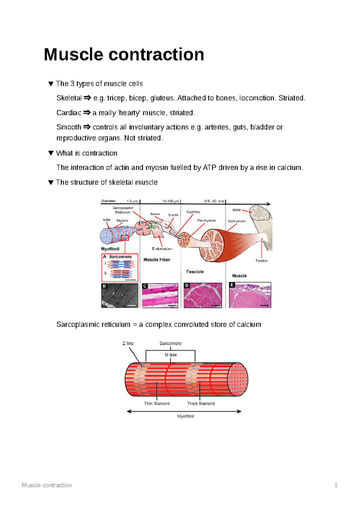 Muscle contraction - Notes - Muscle contraction The 3 types of muscle ...