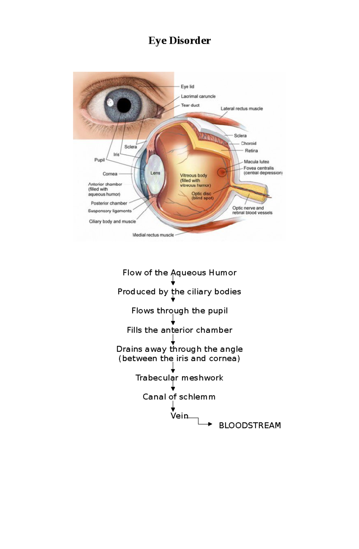 EYE- Disorder - Eye Disorder Flow of the Aqueous Humor Produced by the ...