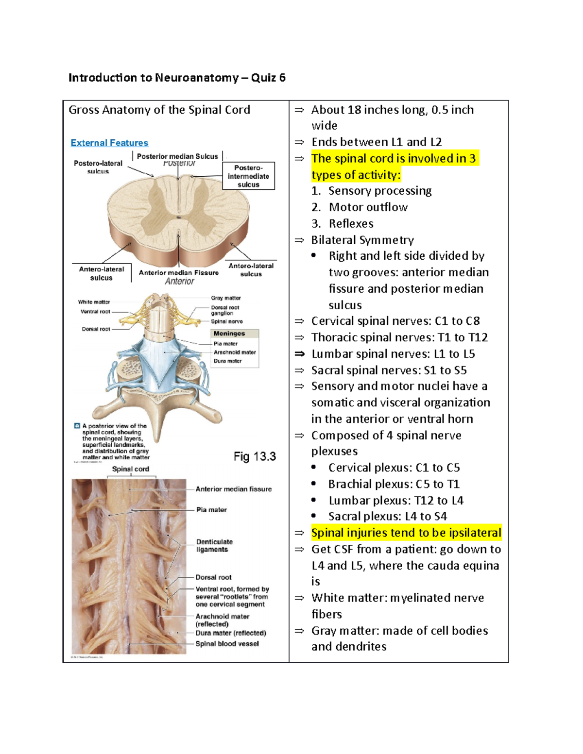 Neuroanatomy Notes Introduction To Neuroanatomy Quiz 6 Gross