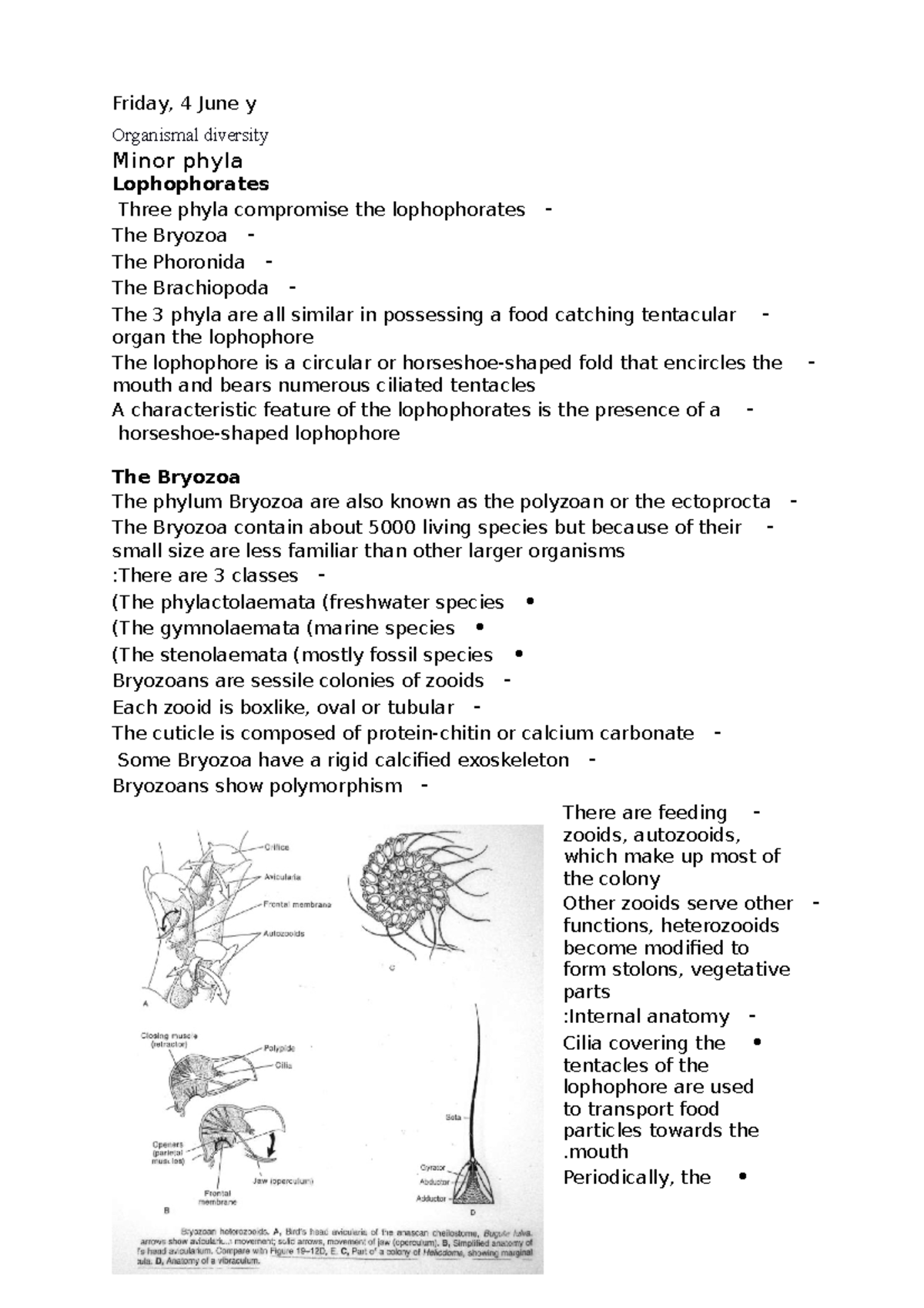 Minor phyla 17:11 - Lecture notes 11 - Organismal diversity Minor phyla ...
