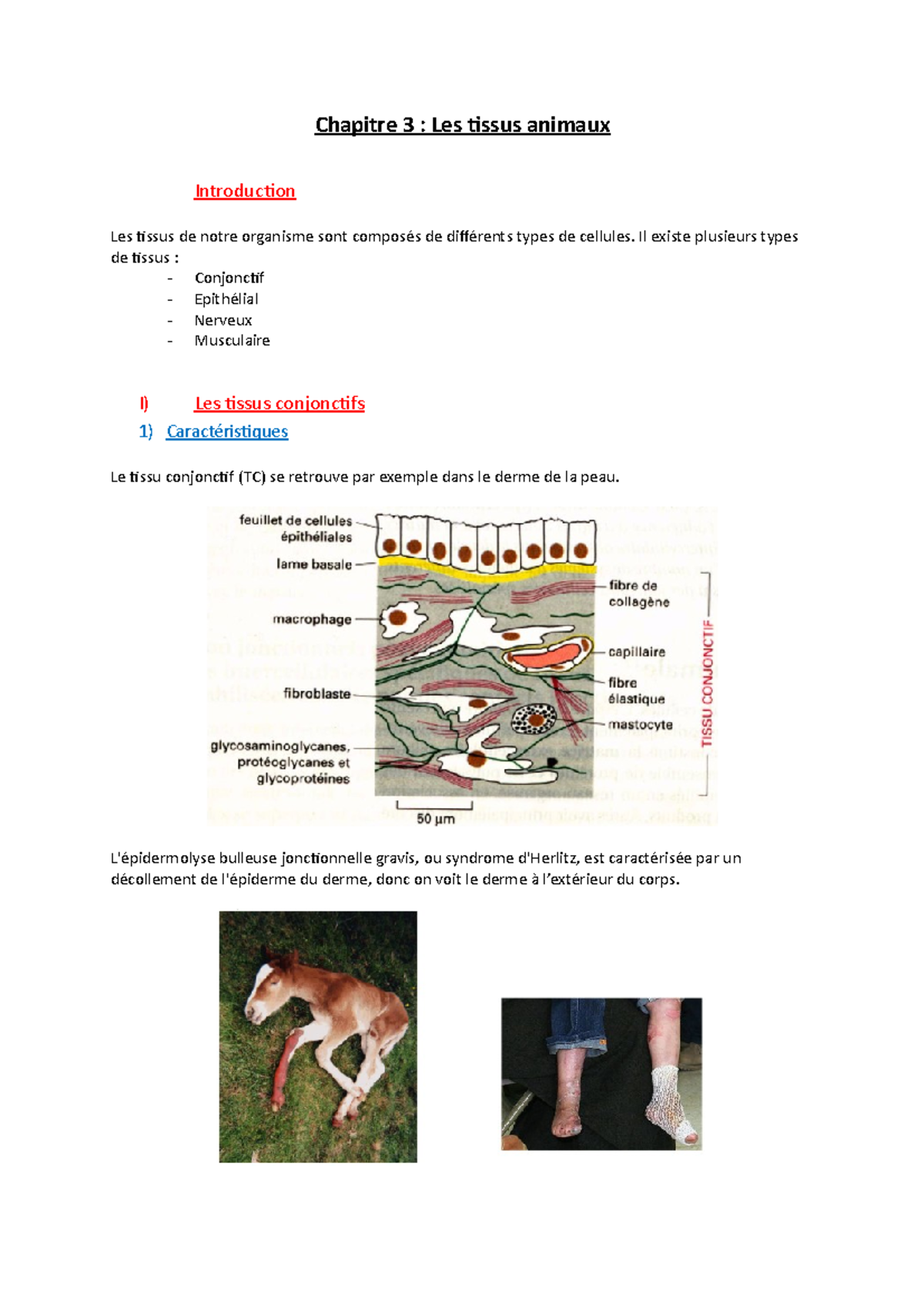 Chapitre 3 - Les tissus animaux - Chapitre 3 : Les tissus animaux ...