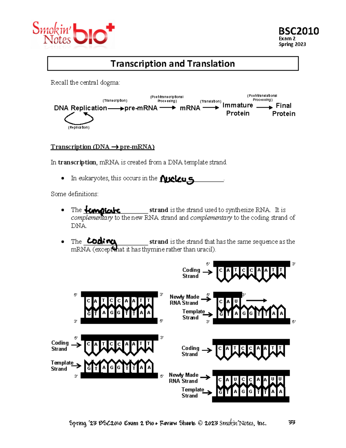 F BSC2010 Spring 23 Exam2 Bio Plus Transcription Translatoin - Exam 2 ...