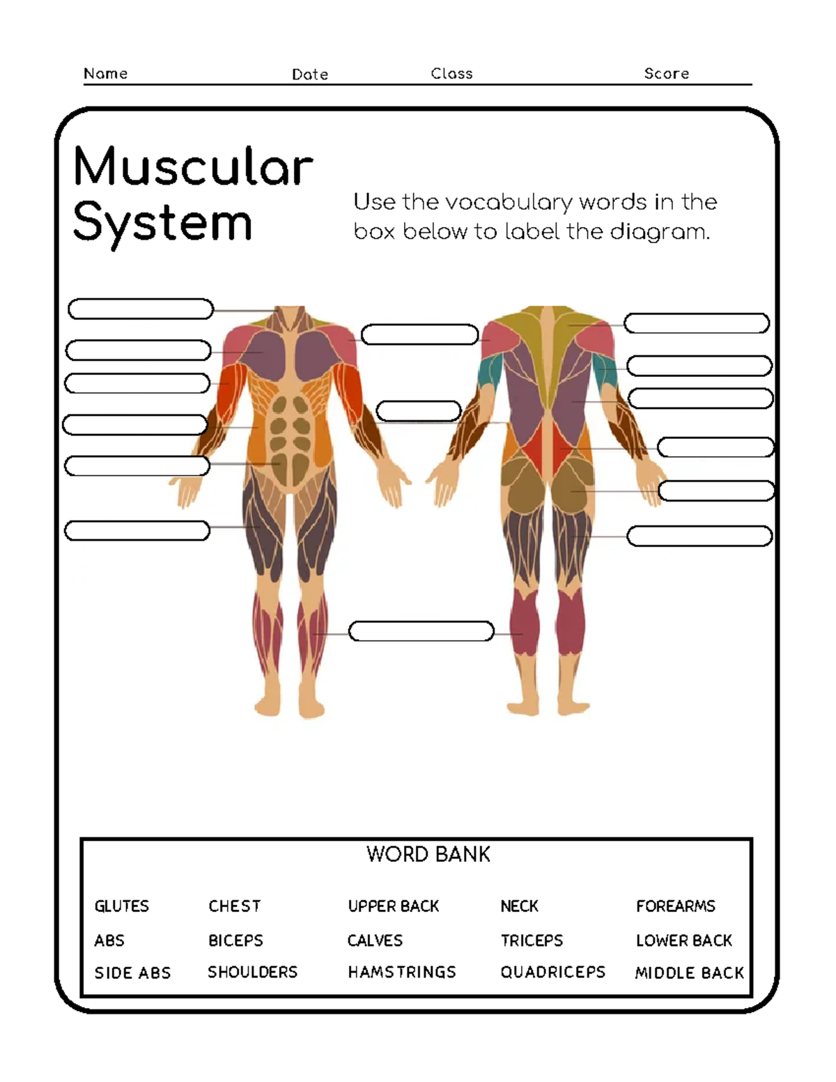 Labeling Muscles - fjdlks - Name Date Class Score Muscular System WORD ...