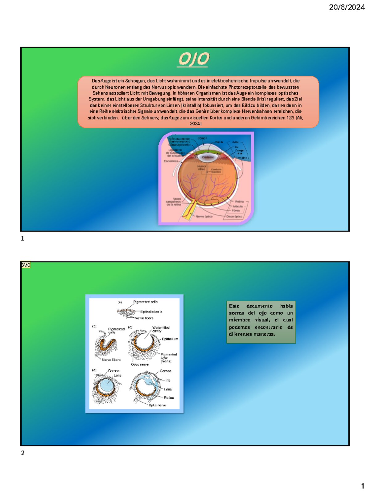 24A- Trabajo-TICS1-10- Mackliff - Das Auge ist ein Sehorgan, das Licht wahrnimmt und es in - Studocu