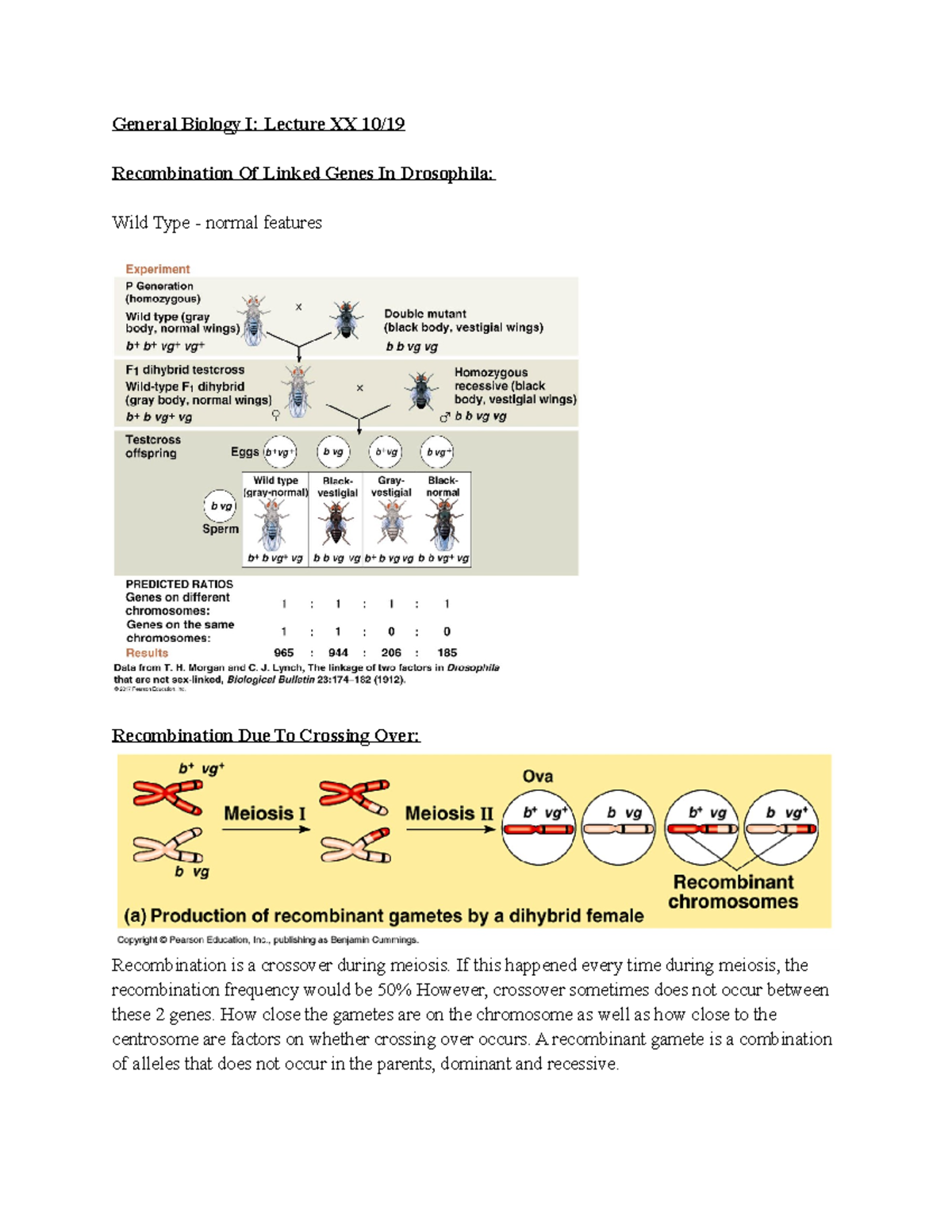 Lecture 10 19 - General Biology I - General Biology I: Lecture XX 10 ...