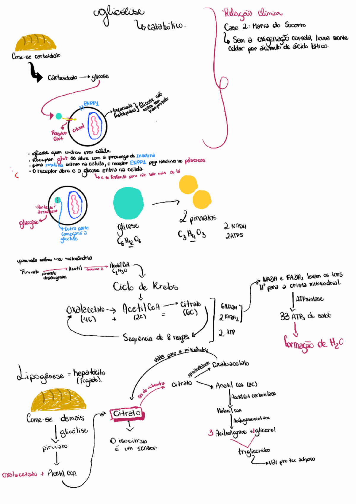 Glicolise, Lipolise, Lipogenese e Ciclo de Cori - Bioquimica - Studocu