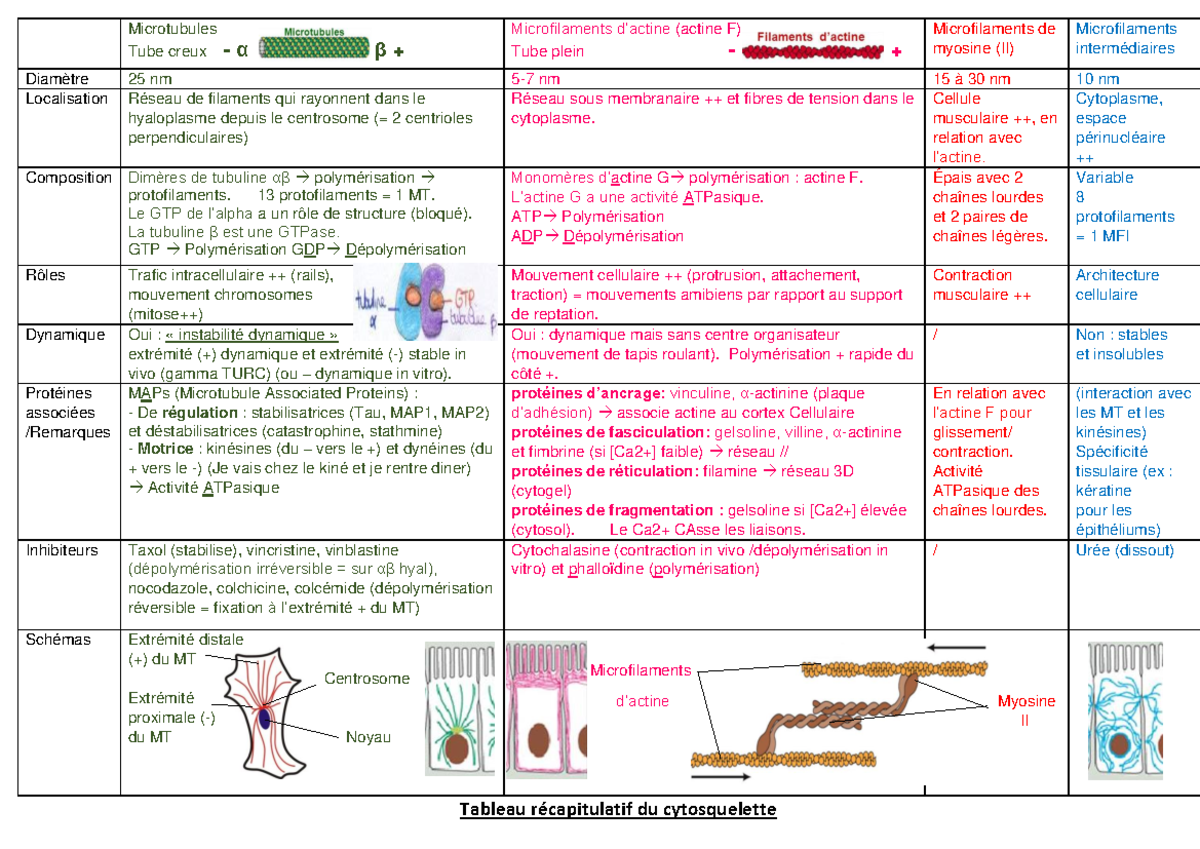 Cytosquelette extra - Tableau récapitulatif du cytosquelette ...